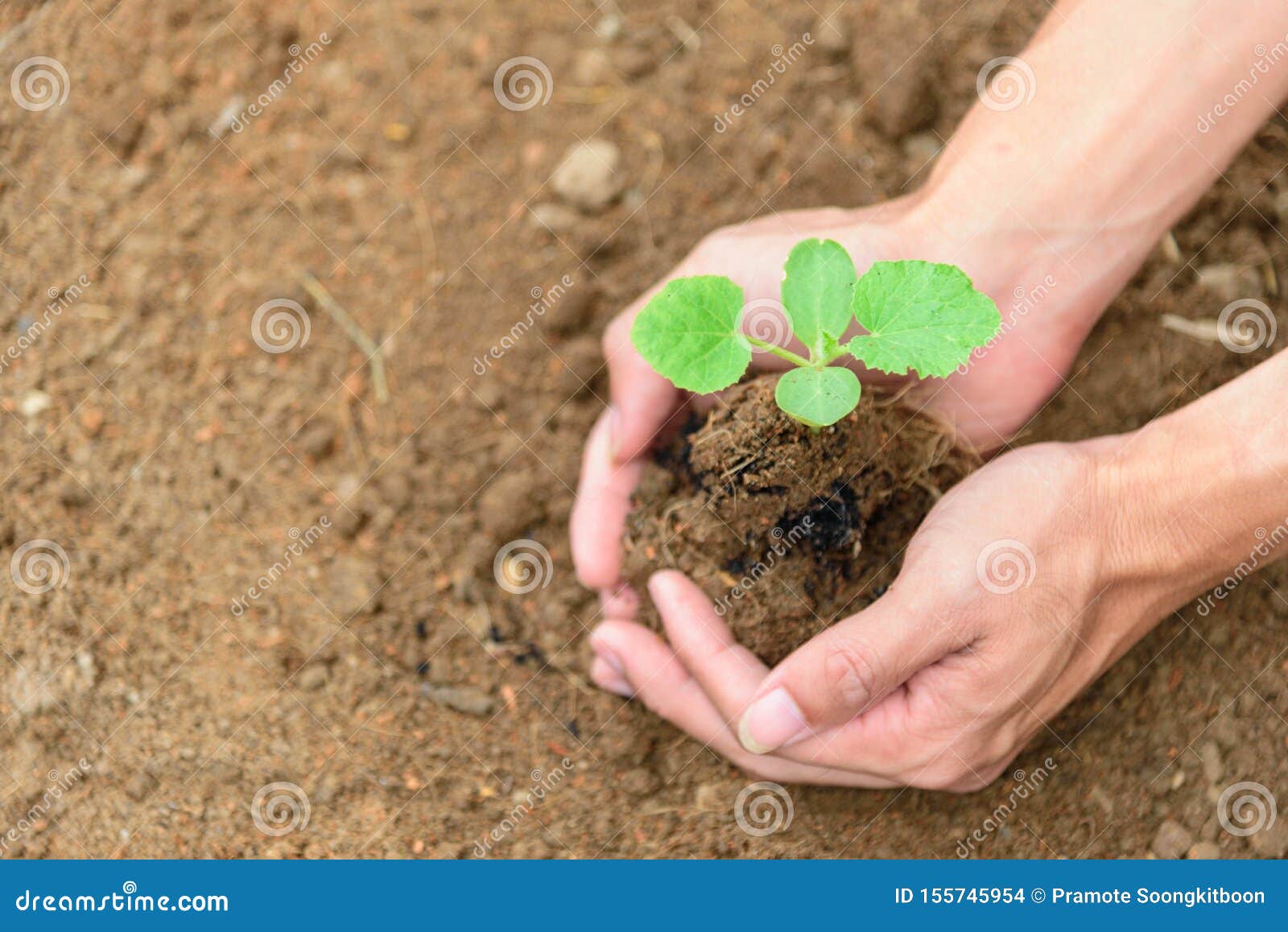 Plant the Sapling to soil stock photo. Image of rural - 155745954