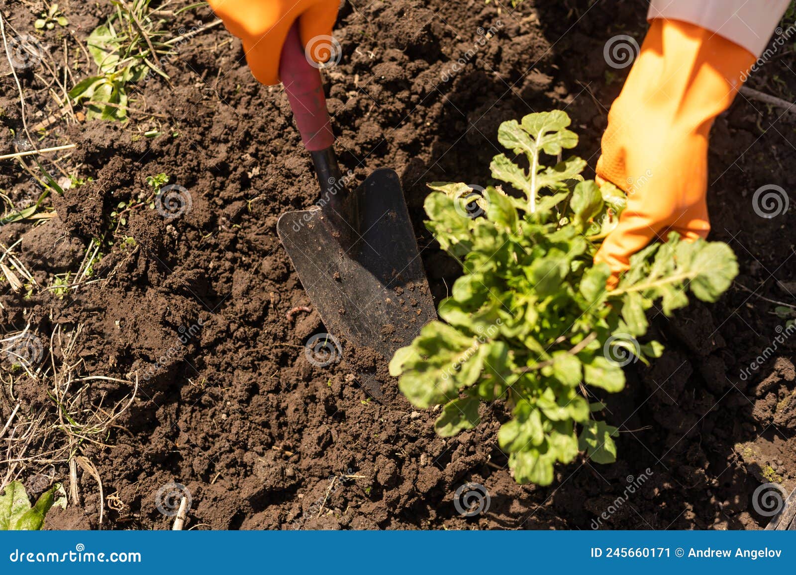 Man Planting Crops in Garden. Stock Image - Image of digging, food ...