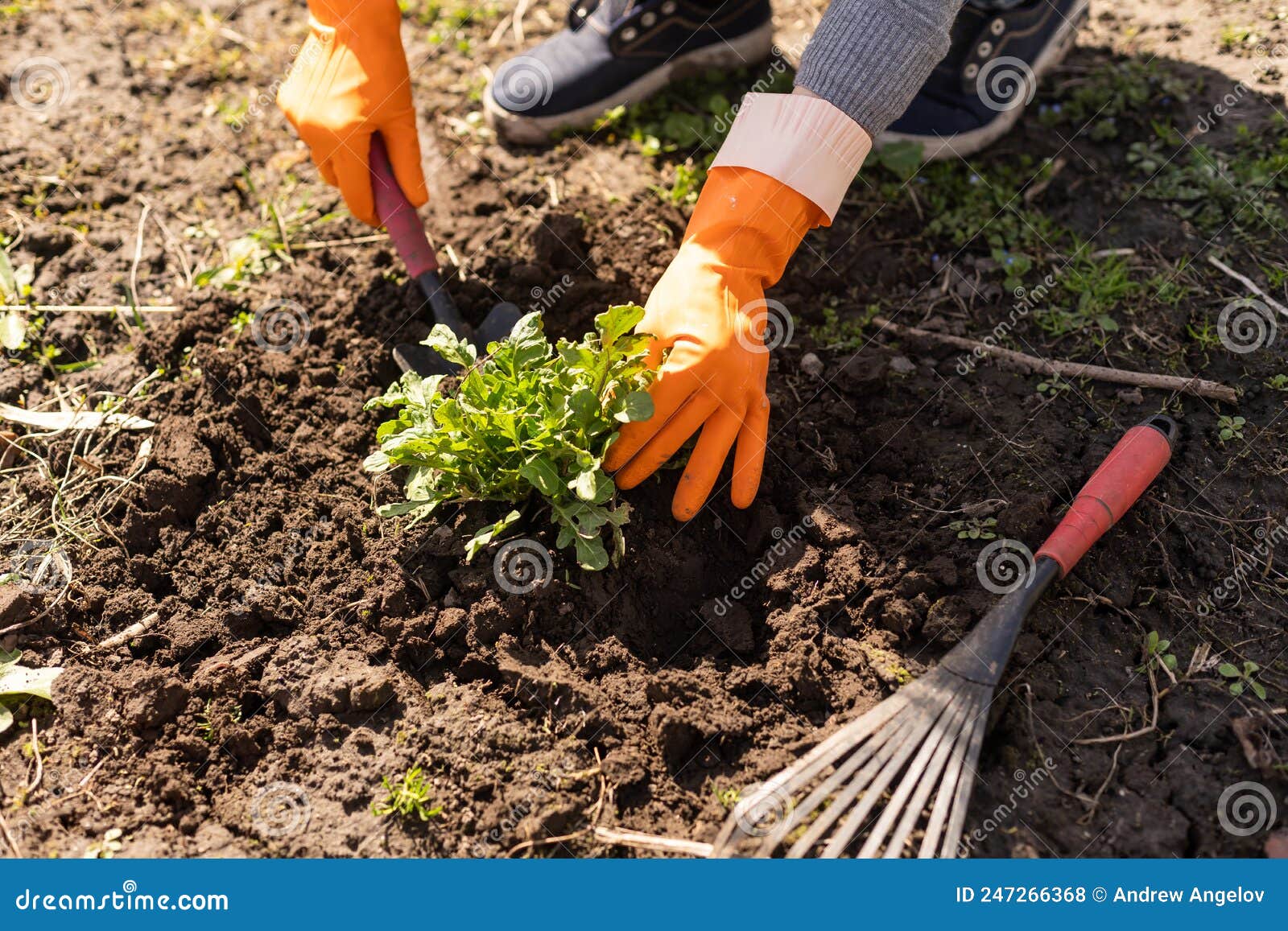 Man Planting Crops in Garden. Stock Photo - Image of cultivating, hobby ...