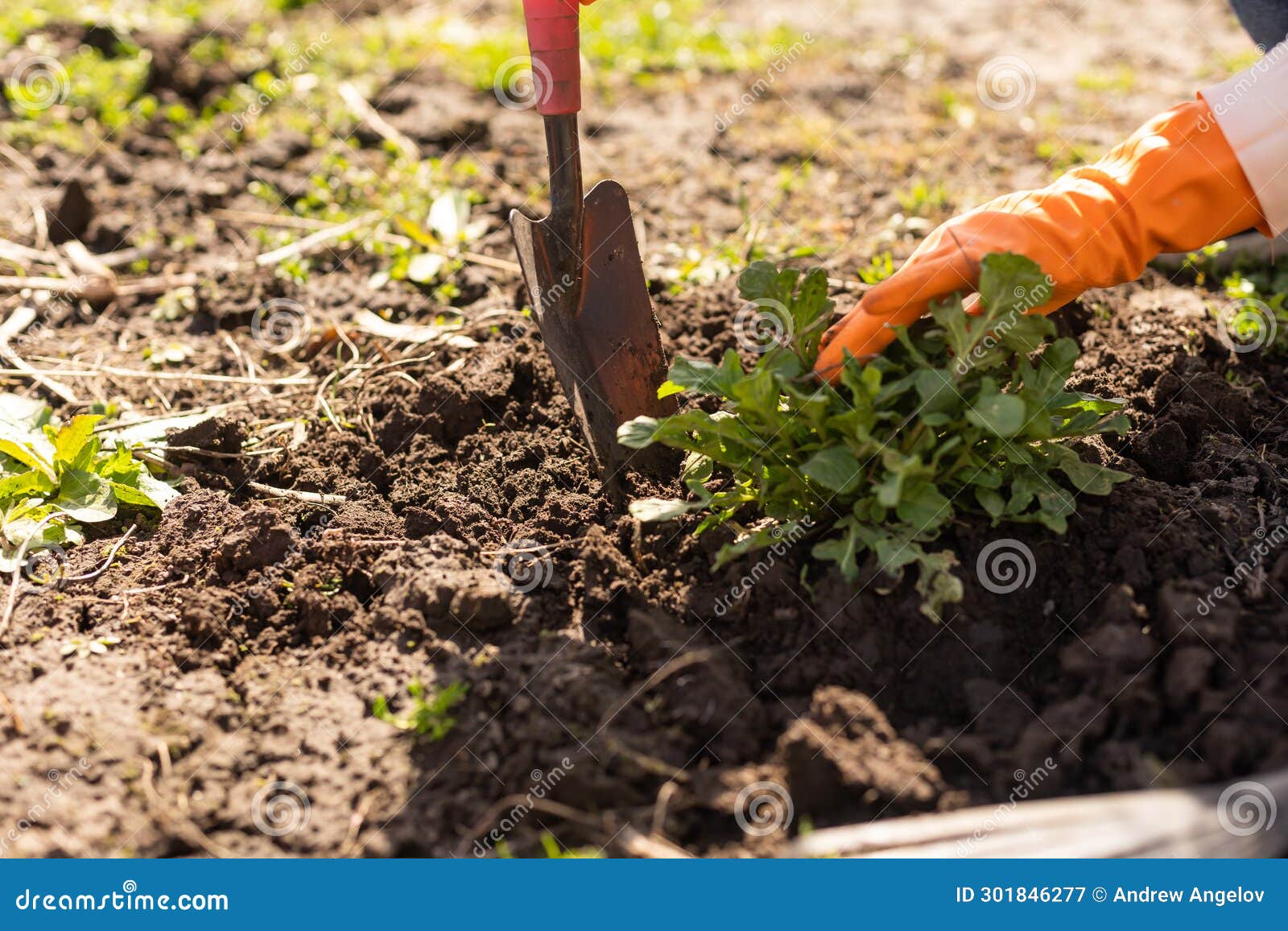 Man Planting Crops in Garden. Stock Image - Image of blooming, apron ...