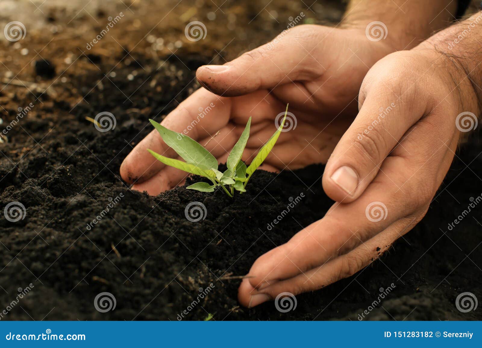 Man Planting Green Seedling Outdoors Stock Photo - Image of growth ...