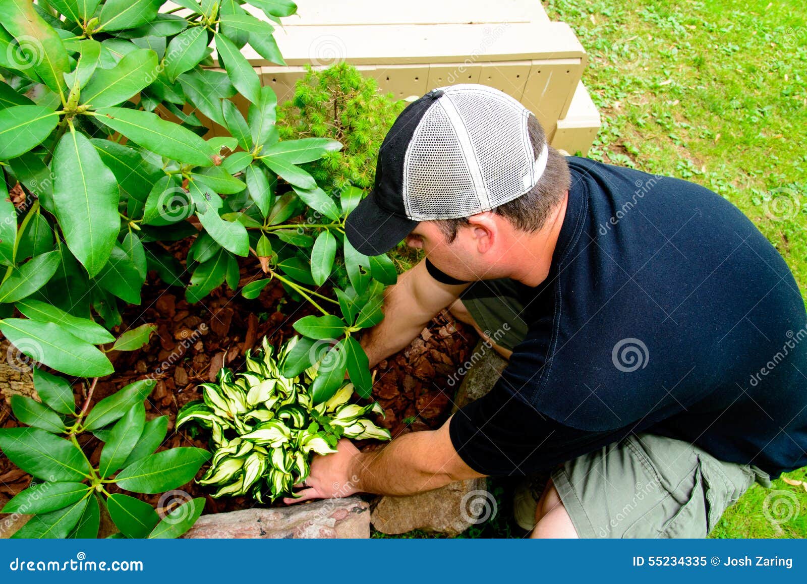 Man Planting and Landscaping Stock Image - Image of plants, summer ...