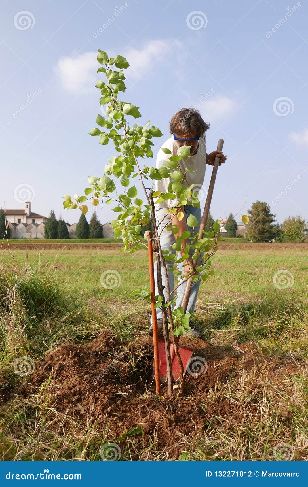 Man planting a new tree stock photo. Image of bocage - 132271012