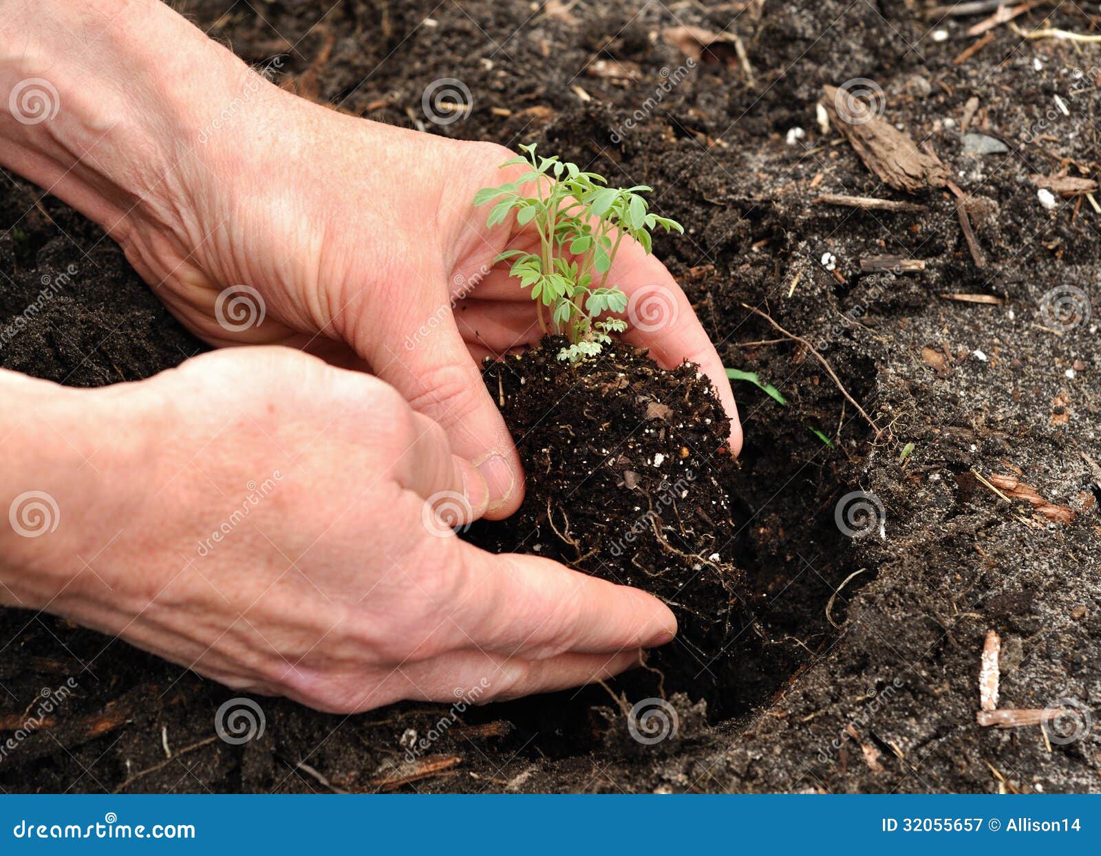 Man Planting a Plant stock image. Image of horizontal - 32055657
