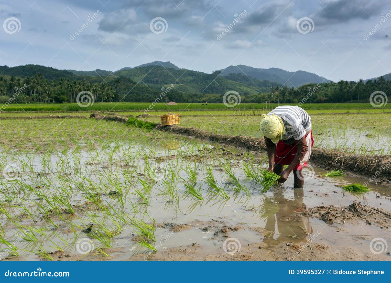 Man planting rice editorial photography. Image of farmland - 39595327