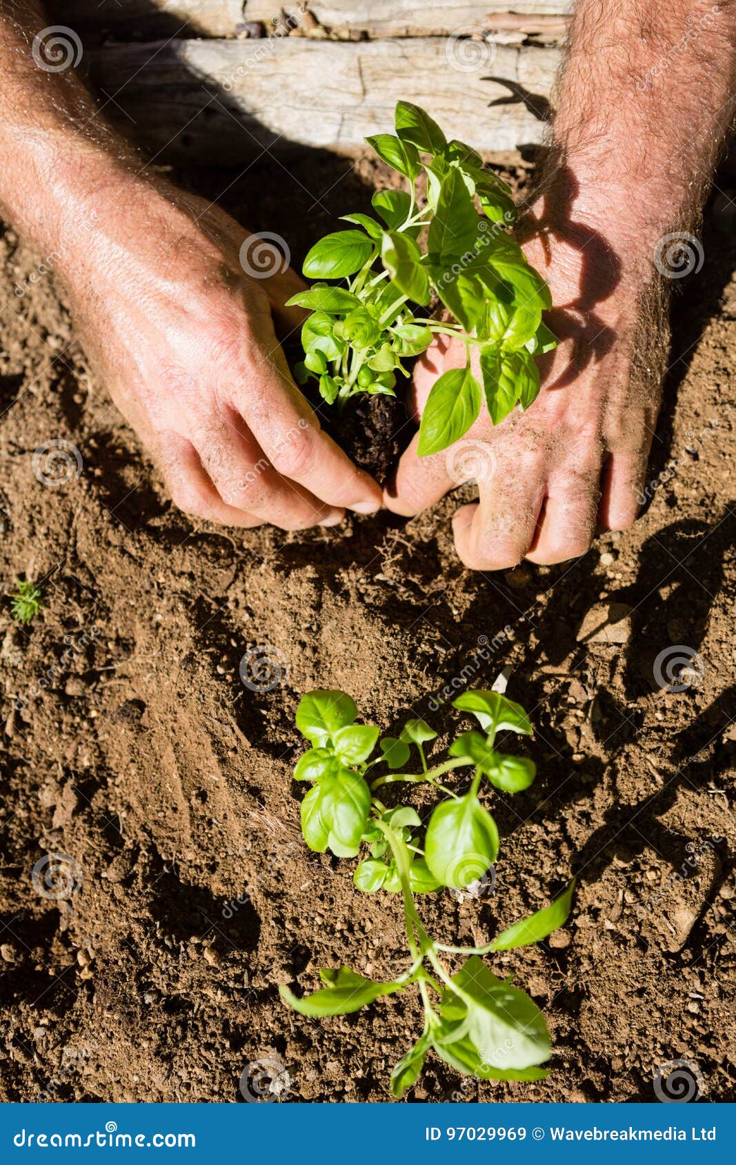 Man Planting Sapling in Garden Stock Image - Image of occupation, crop ...