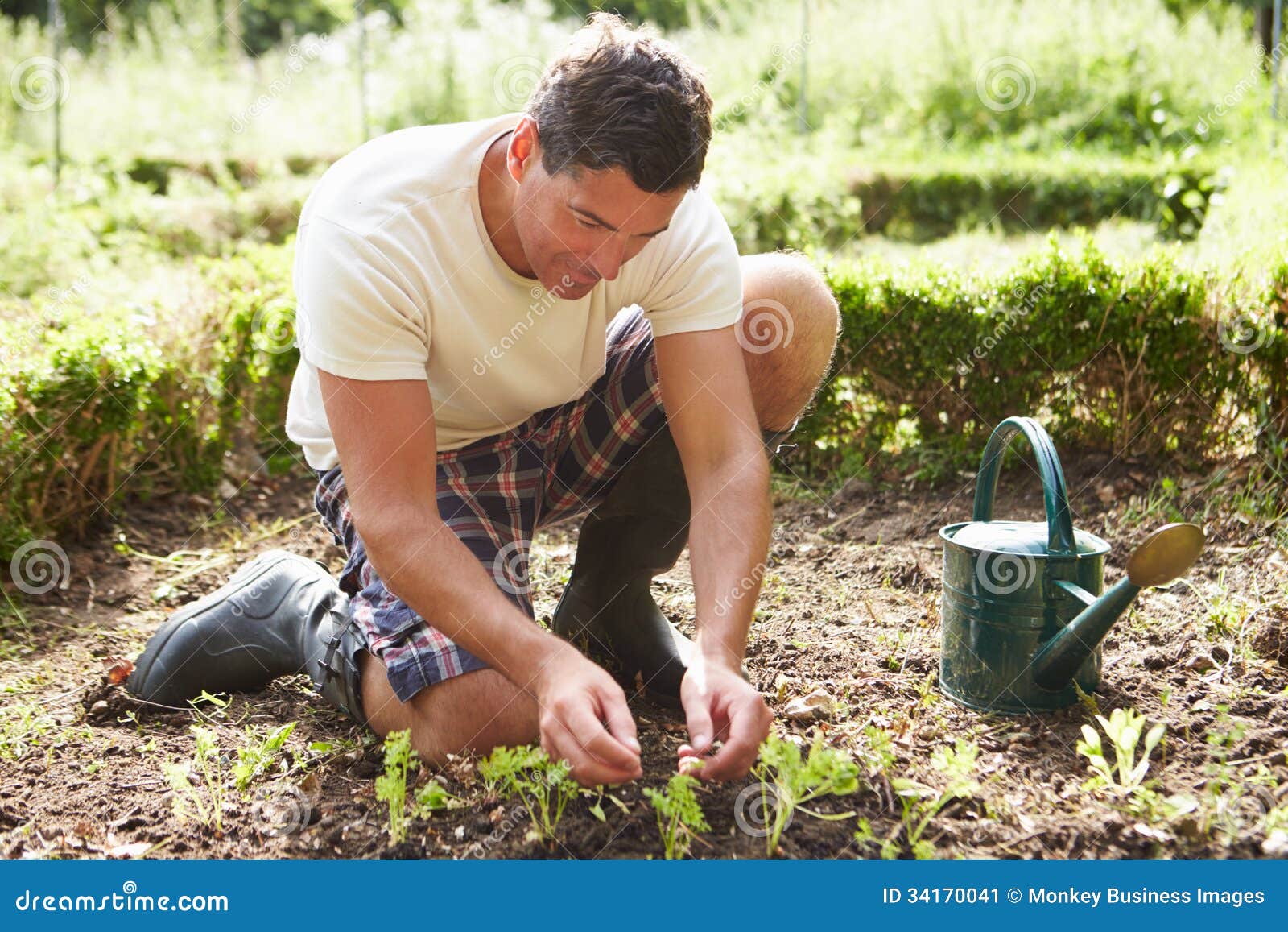 Man Planting Seedling in Ground on Allotment Stock Image - Image of ...