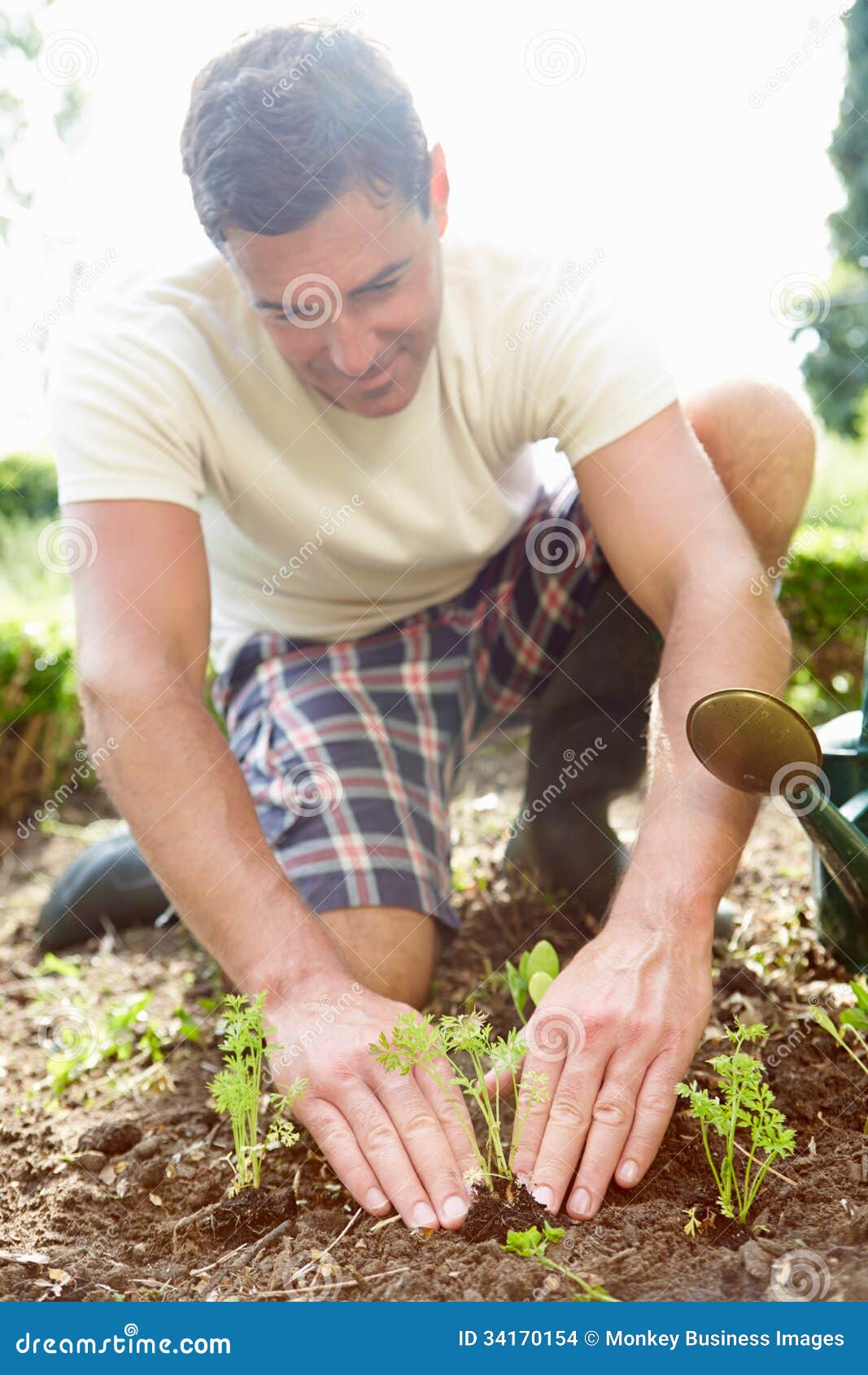Man Planting Seedling in Ground on Allotment Stock Photo - Image of ...