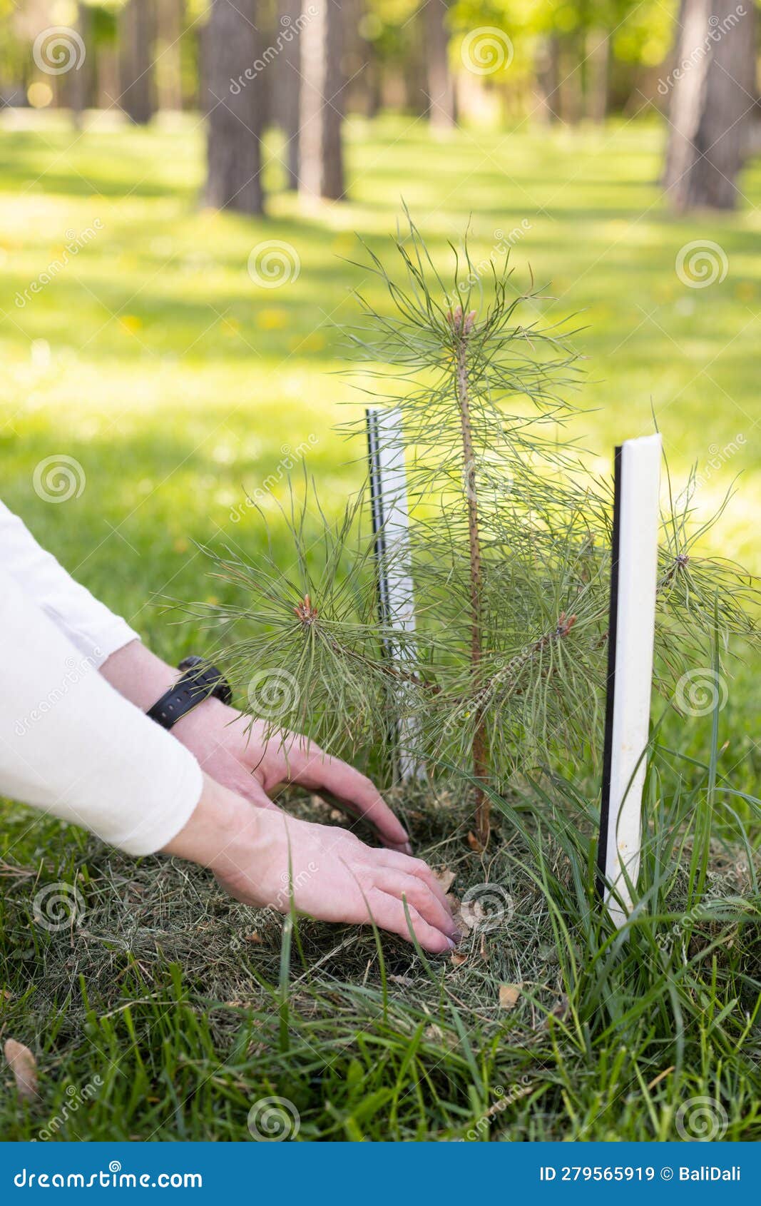 Man Planting a Small Pine Tree. Forest or Park Planting Concept. Stock ...