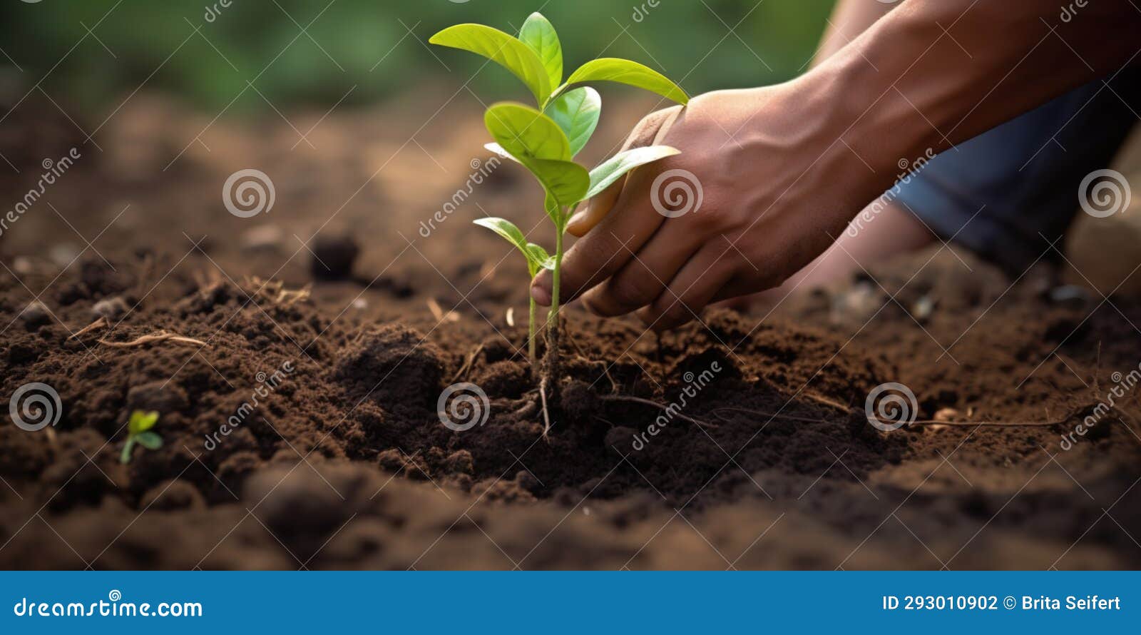 Man Planting Small Tree in the Ground Stock Illustration - Illustration ...