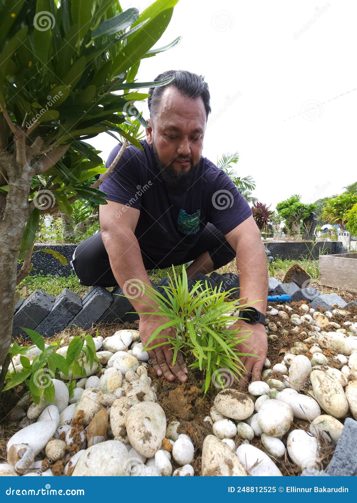 Man is Planting the Small Trees at the Graveyard. Stock Image - Image ...