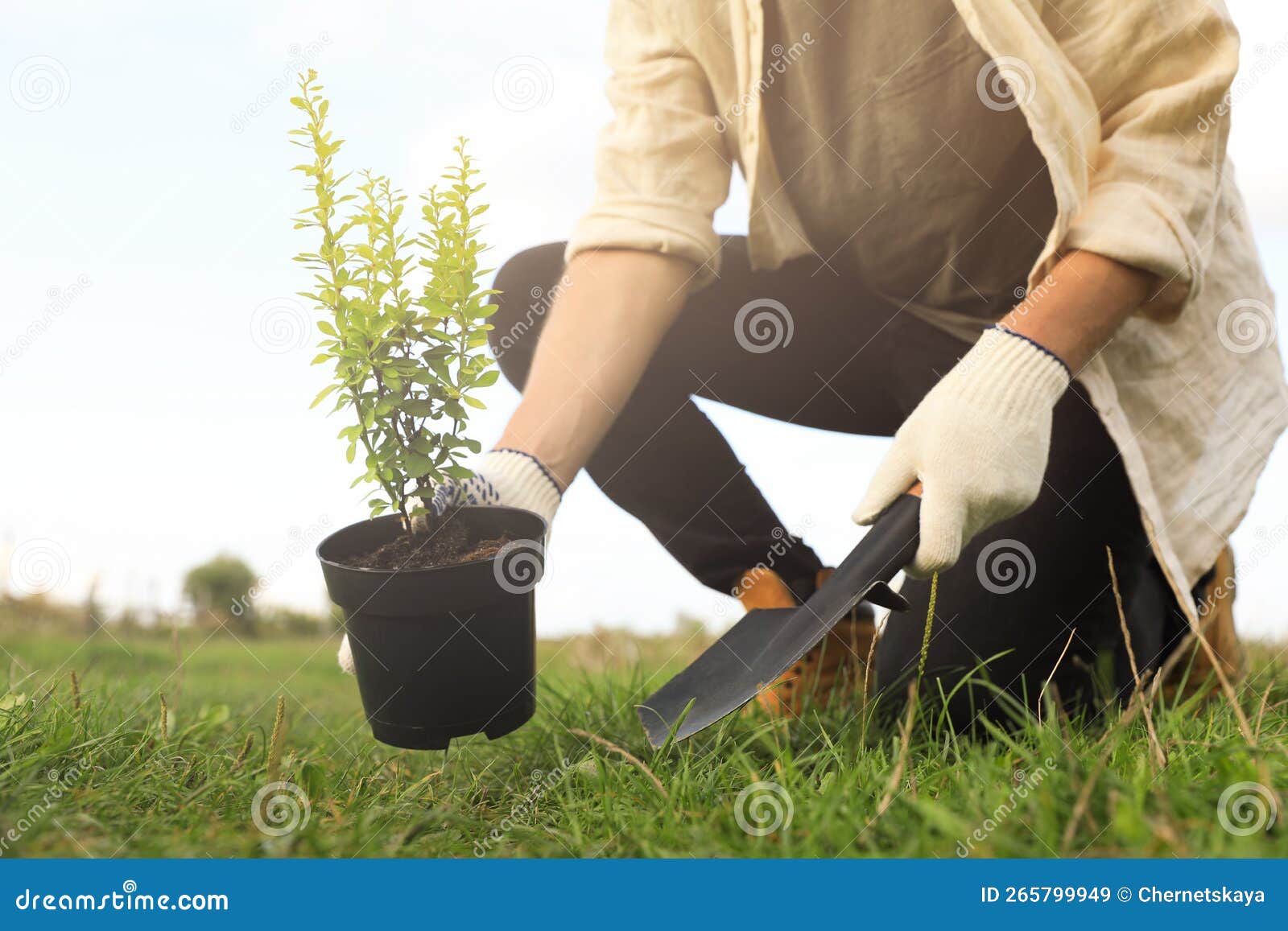 Man Planting Tree in Countryside, Closeup View Stock Image - Image of ...