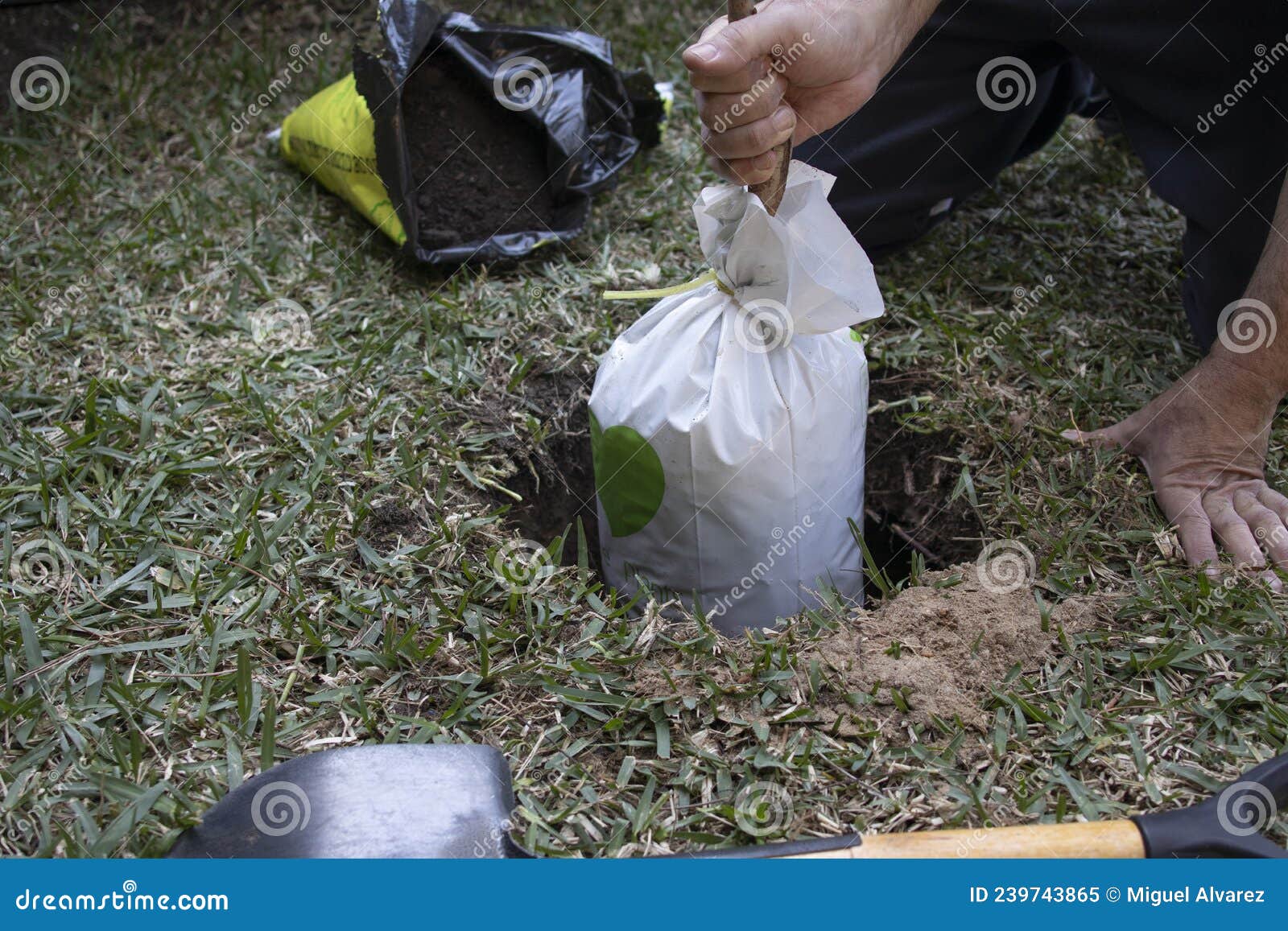 A man planting a tree stock image. Image of natural - 239743865