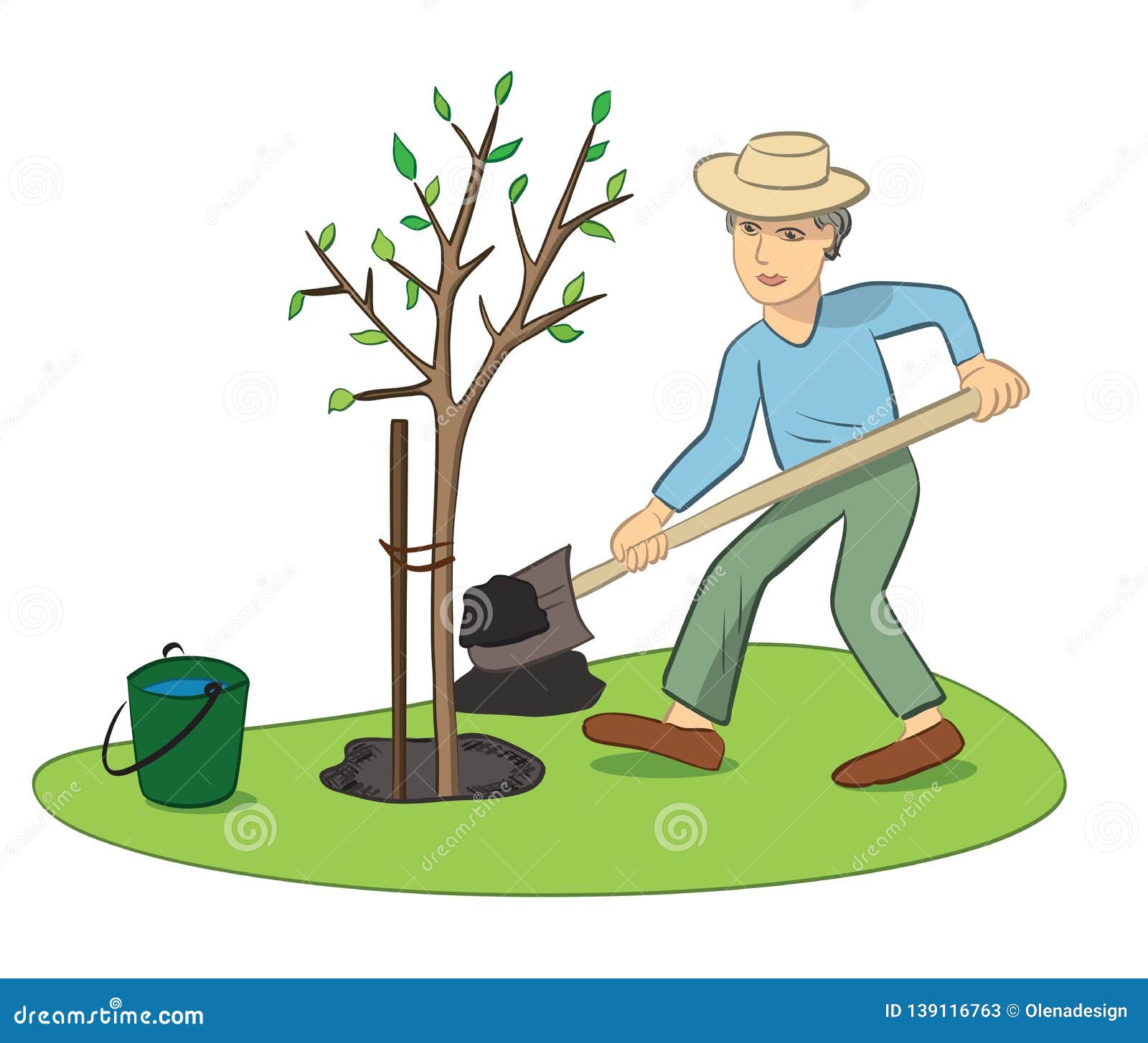 Man Planting Young Tree with Green Leaves - Spring Work in Garden Stock ...