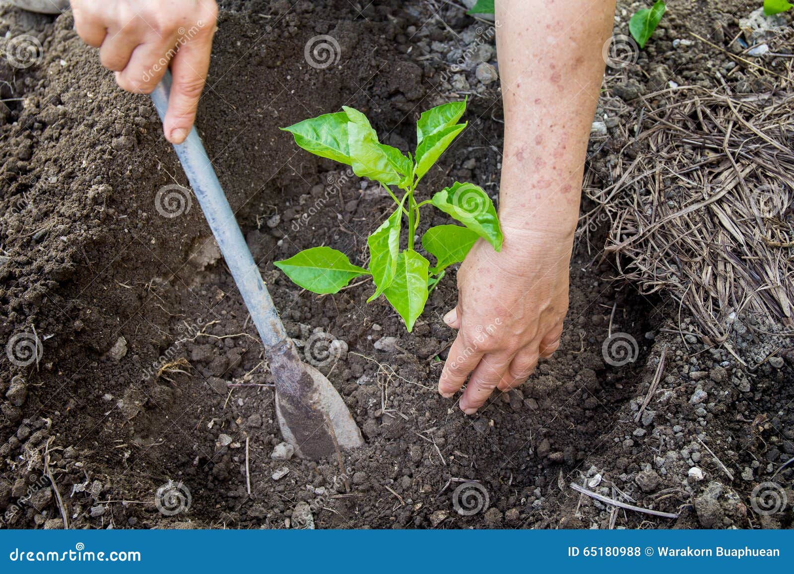 The Man Plants a Paprika Tree Stock Photo - Image of shovel, growth ...