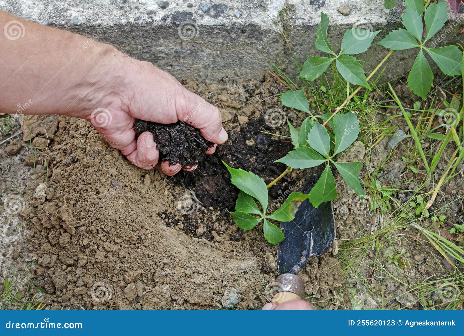 A Man Plants a Virginia Creeper Seedling Stock Image - Image of ...