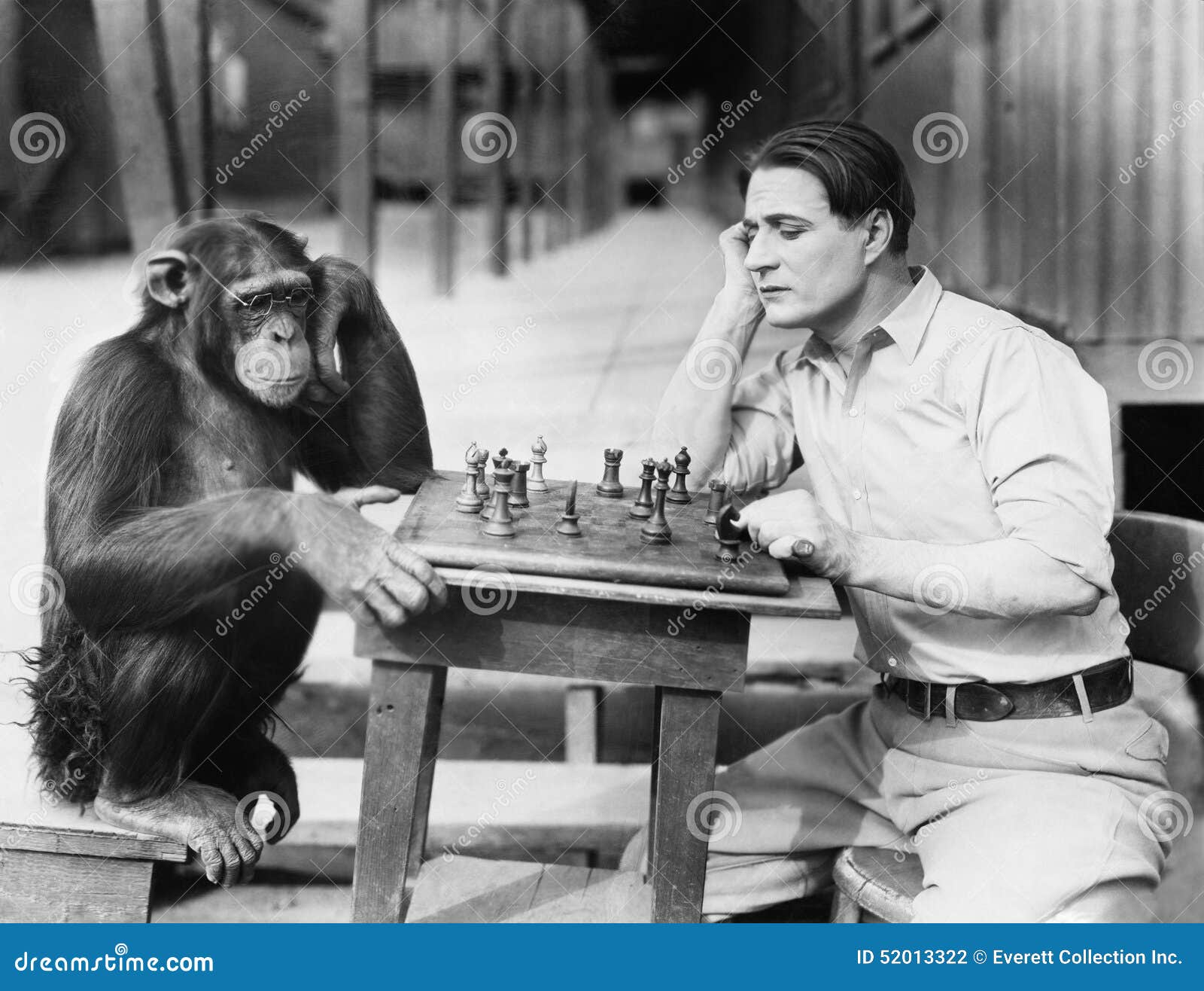 Man Playing Chess with Monkey Stock Photo - Image of chess, challenge ...