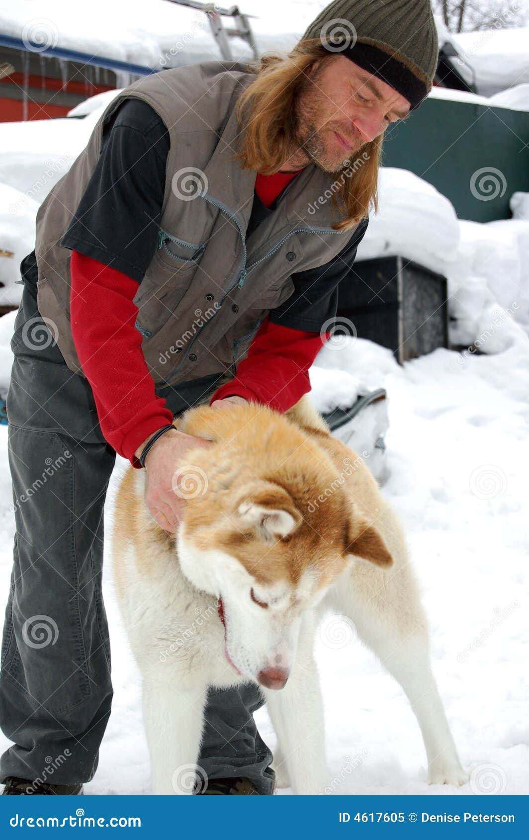 Man Playing with a Husky stock image. Image of cold, canine - 4617605