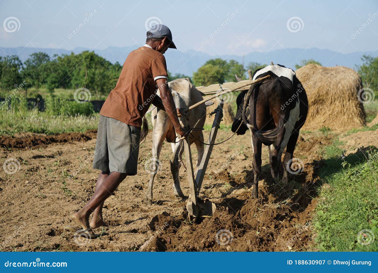 Man Ploughing in the Field from Chitwan Nepal. Editorial Photography ...