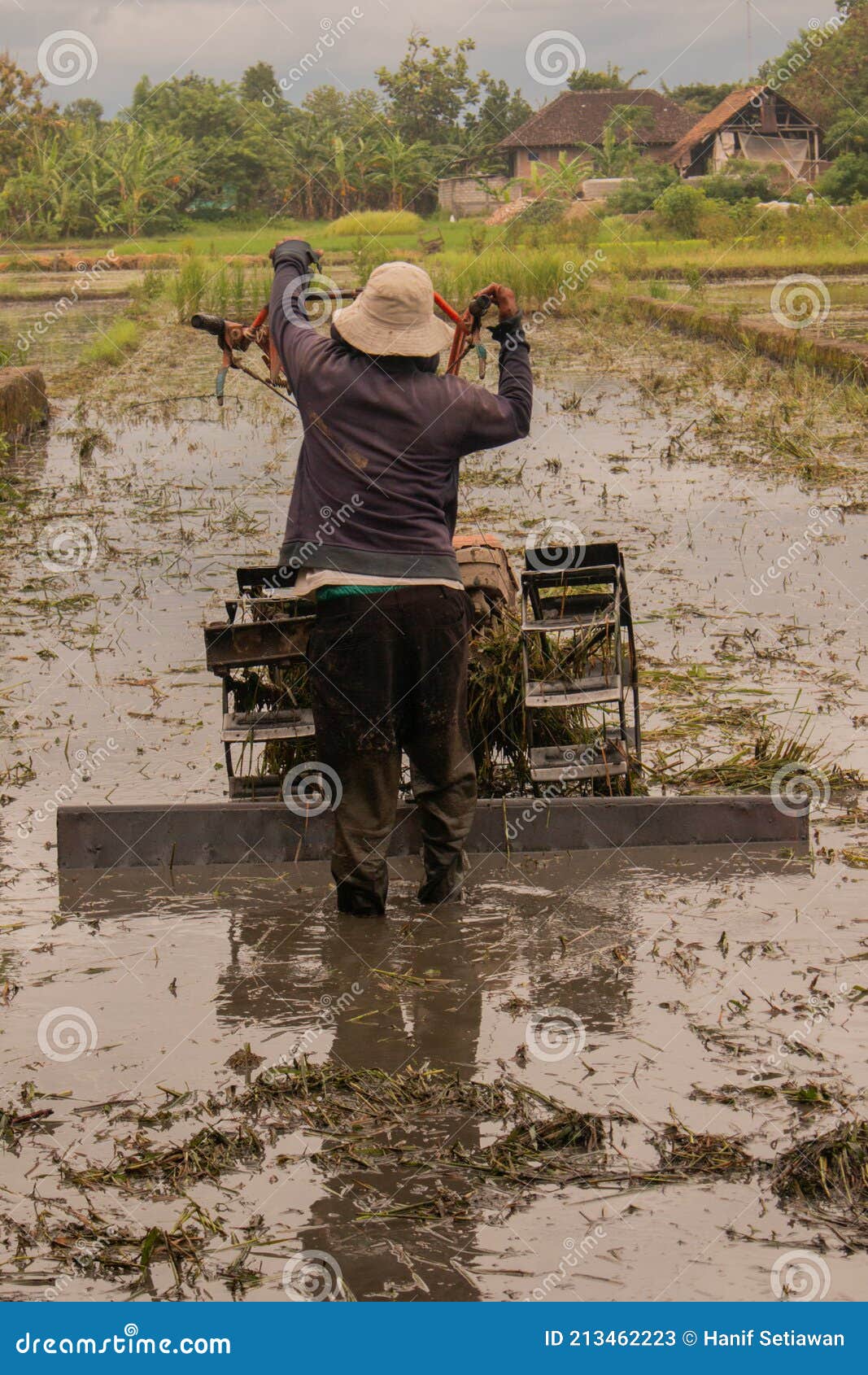 A Man Plows a Village Rice Field on Java after Harvesting with a Plow ...