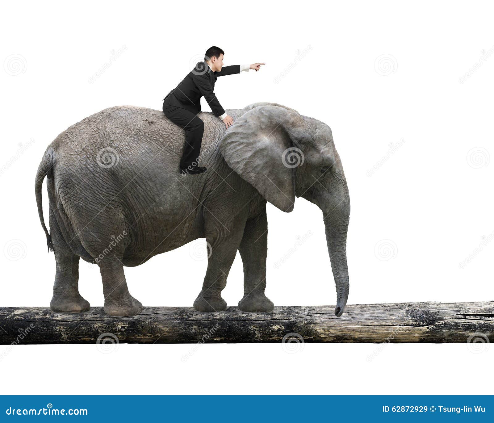 Man with Pointing Finger Riding Elephant Walking on Tree Trunk Stock ...