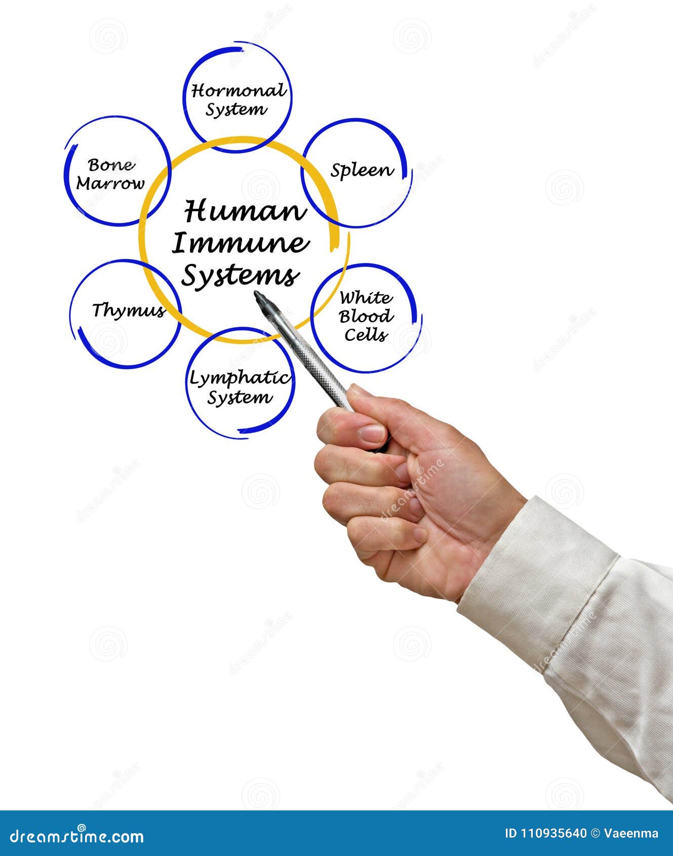 Human Immune Systems stock photo. Image of component - 110935640