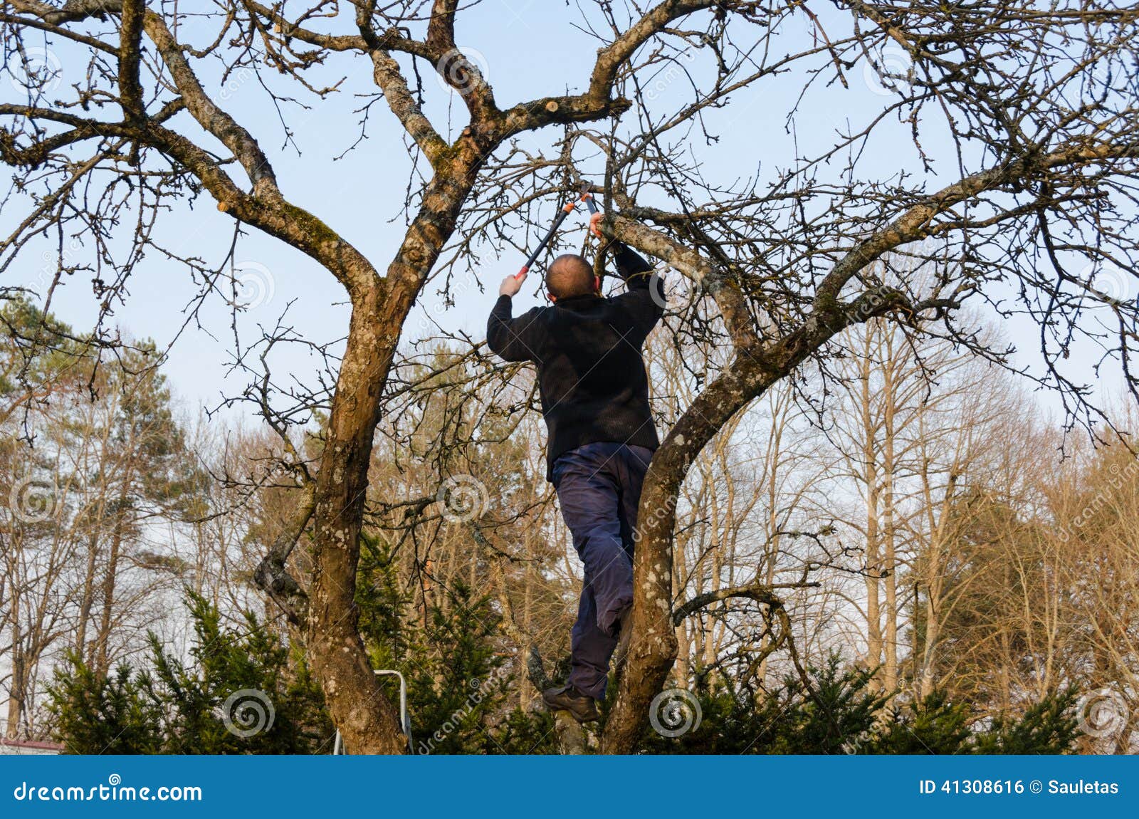 Man Pruned Branches with Handle Clippers Scissors Stock Photo - Image ...