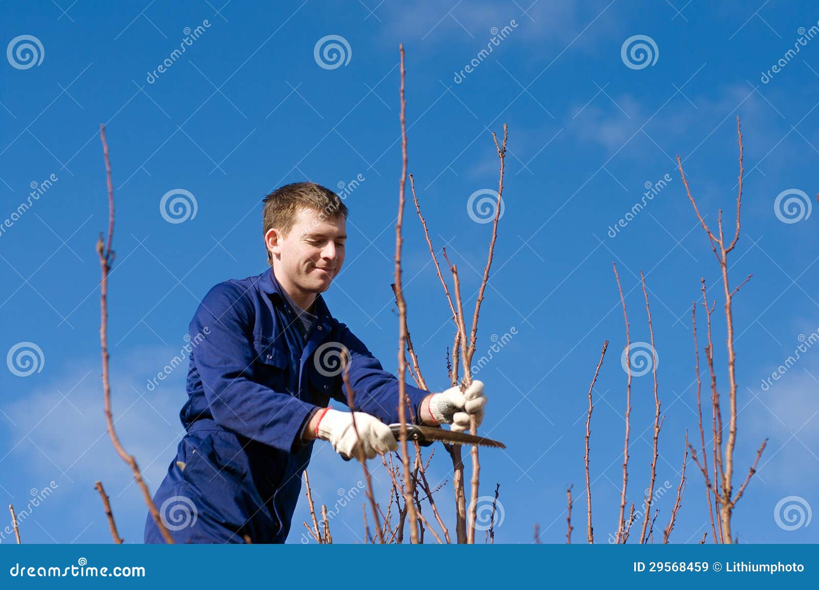 Man Pruning Apricot Branches Stock Image - Image of glove, pruning ...