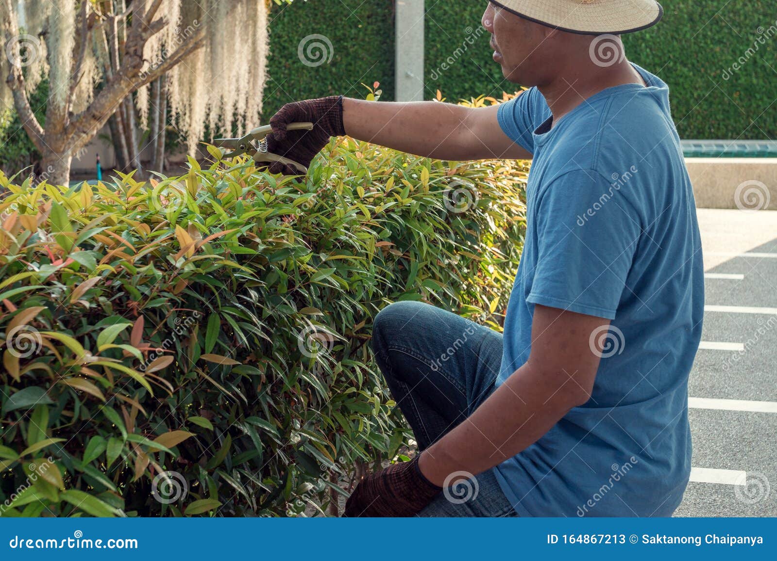 Man Worker Cutting Trees in Garden. Stock Image - Image of prune, hobby ...