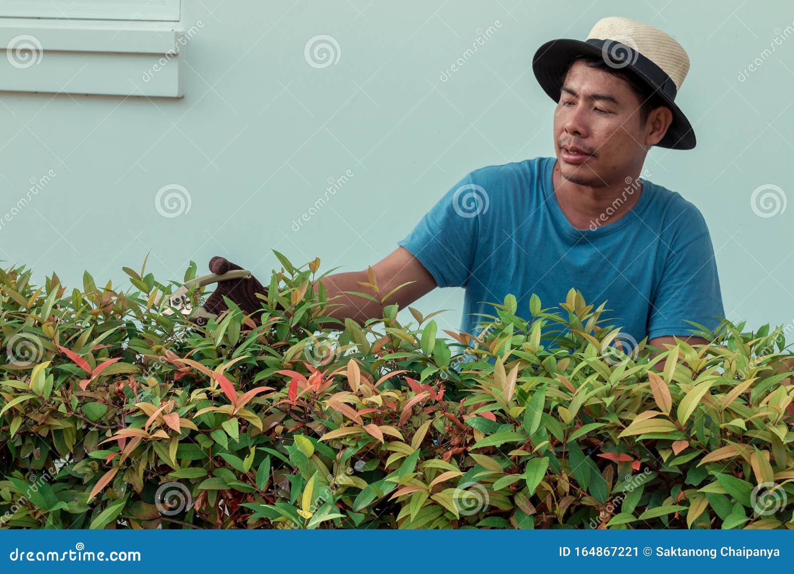 Man Worker Cutting Trees in Garden. Stock Image - Image of horizontal ...