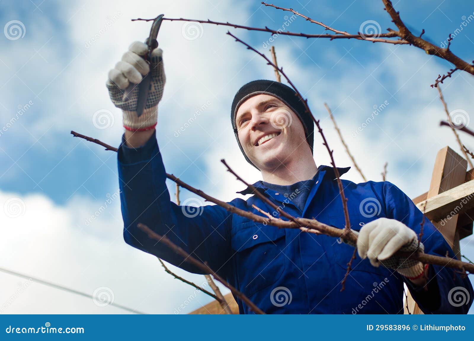 Man Pruning Brunches with the Pruner Stock Photo - Image of human ...