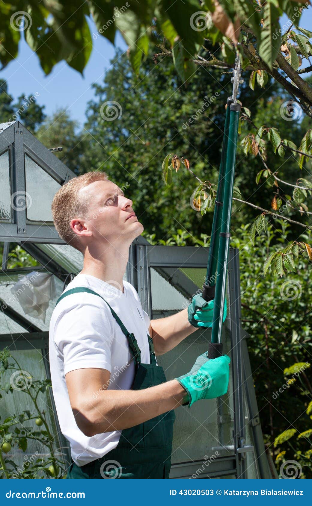 Man Pruning in Front of Greenhouse Stock Image - Image of botanical ...