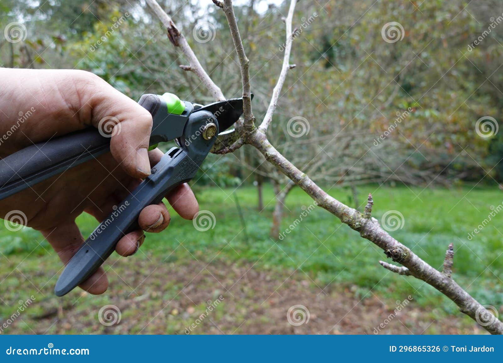 Man Pruning Fruit Trees in Autumn. Branch Pruned with Pruning Shears ...