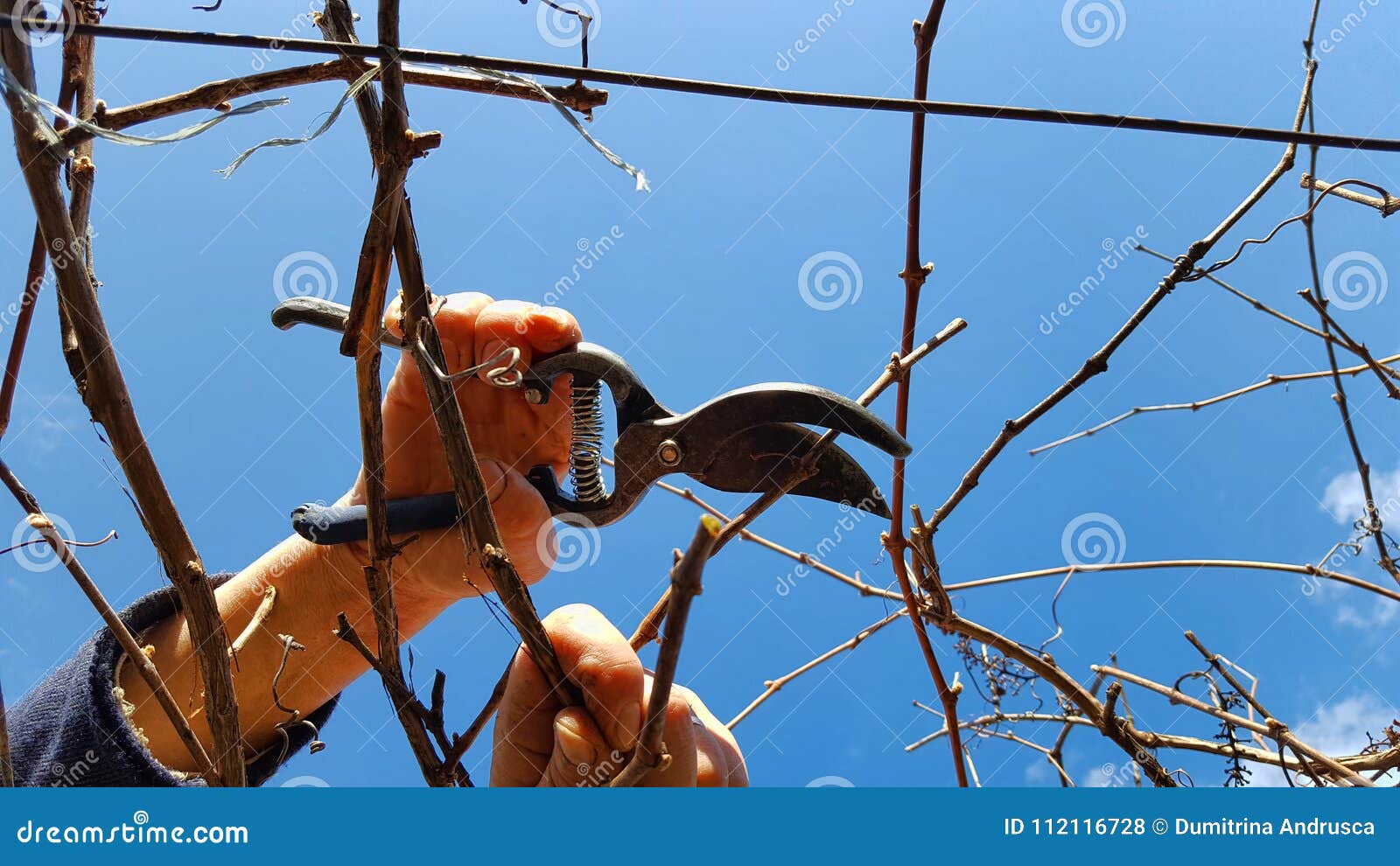 Man pruning grape stock photo. Image of landscape, gardening - 112116728