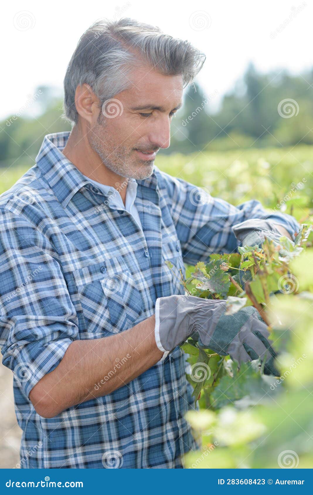 Man pruning grape vine stock image. Image of grapevine - 283608423