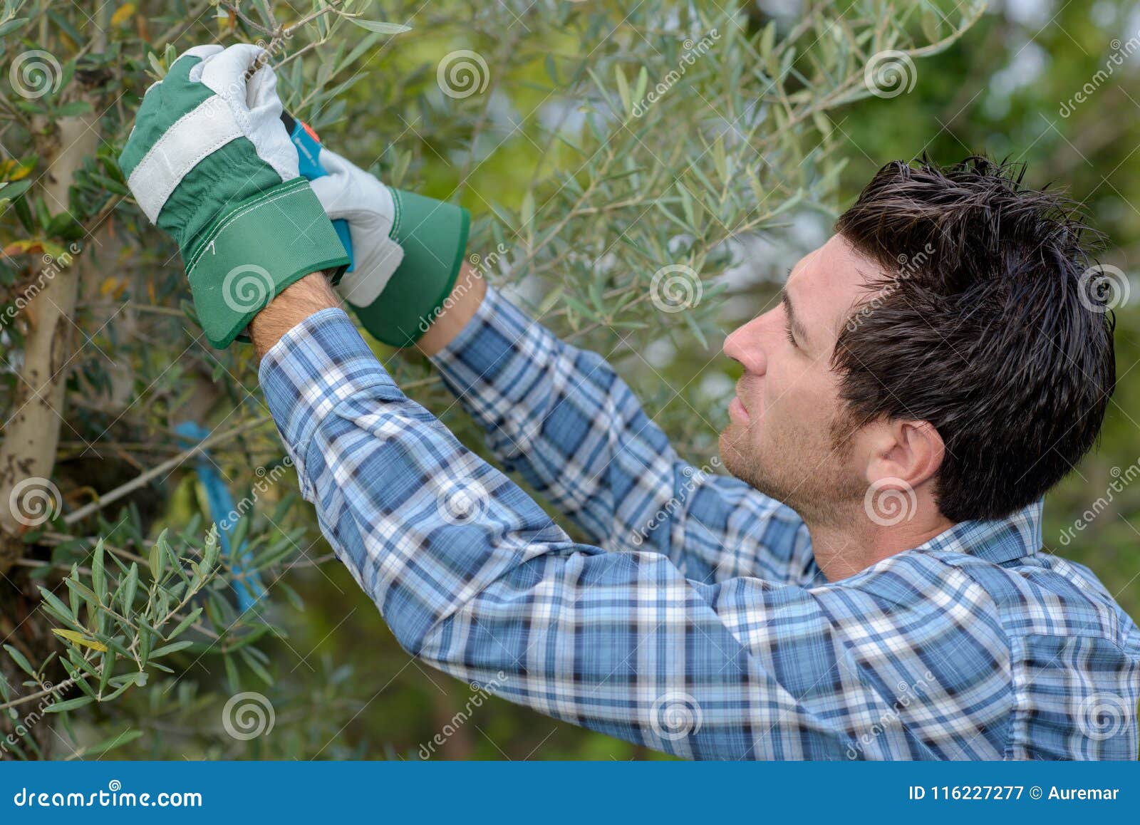 Man pruning olive tree stock image. Image of agriculture - 116227277