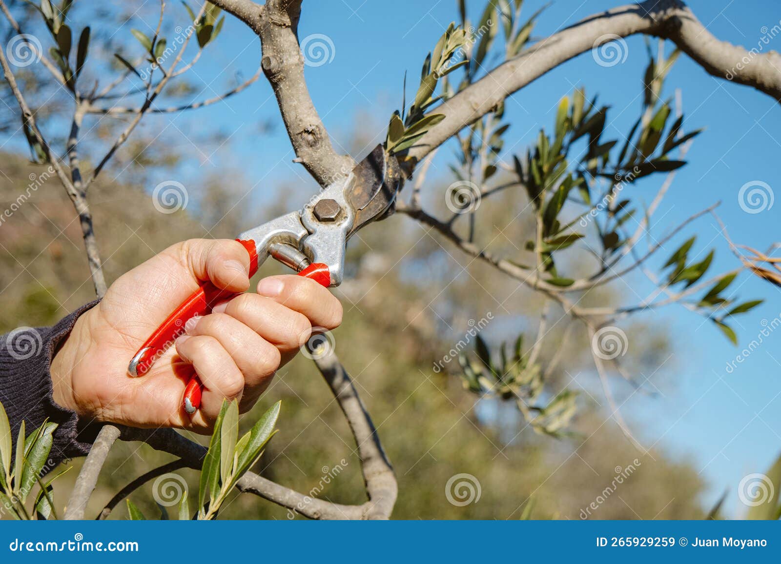 Man pruning an olive tree stock image. Image of nature - 265929259