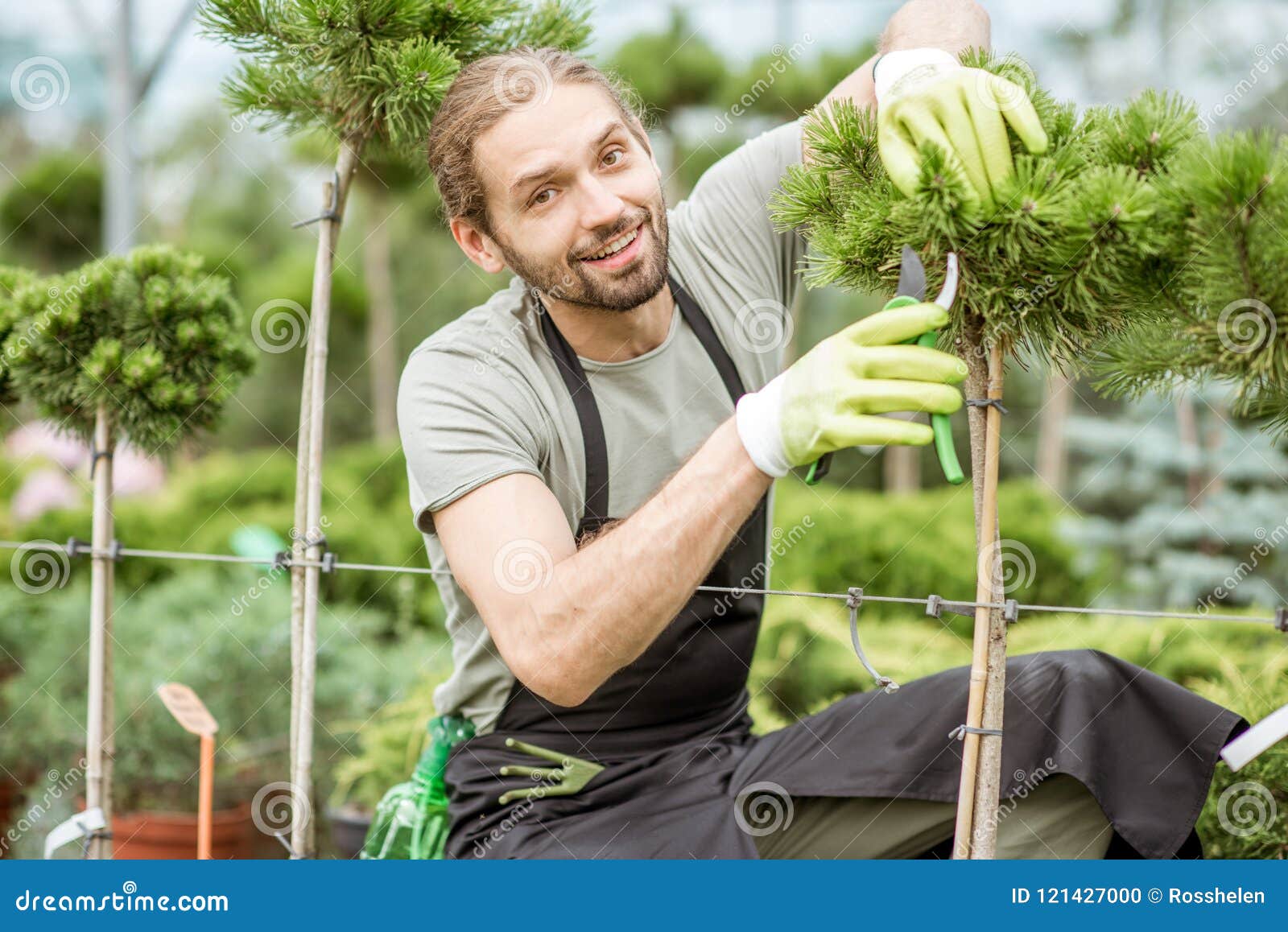 Man Pruning Ornamental Trees Stock Photo - Image of green, people ...