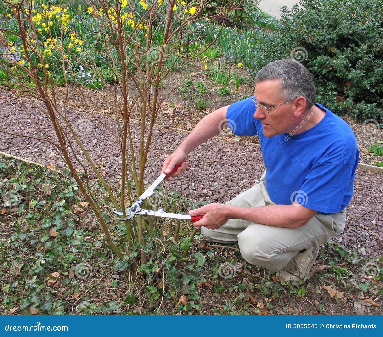 Man pruning shrub stock photo. Image of daffodil, worker - 5055546