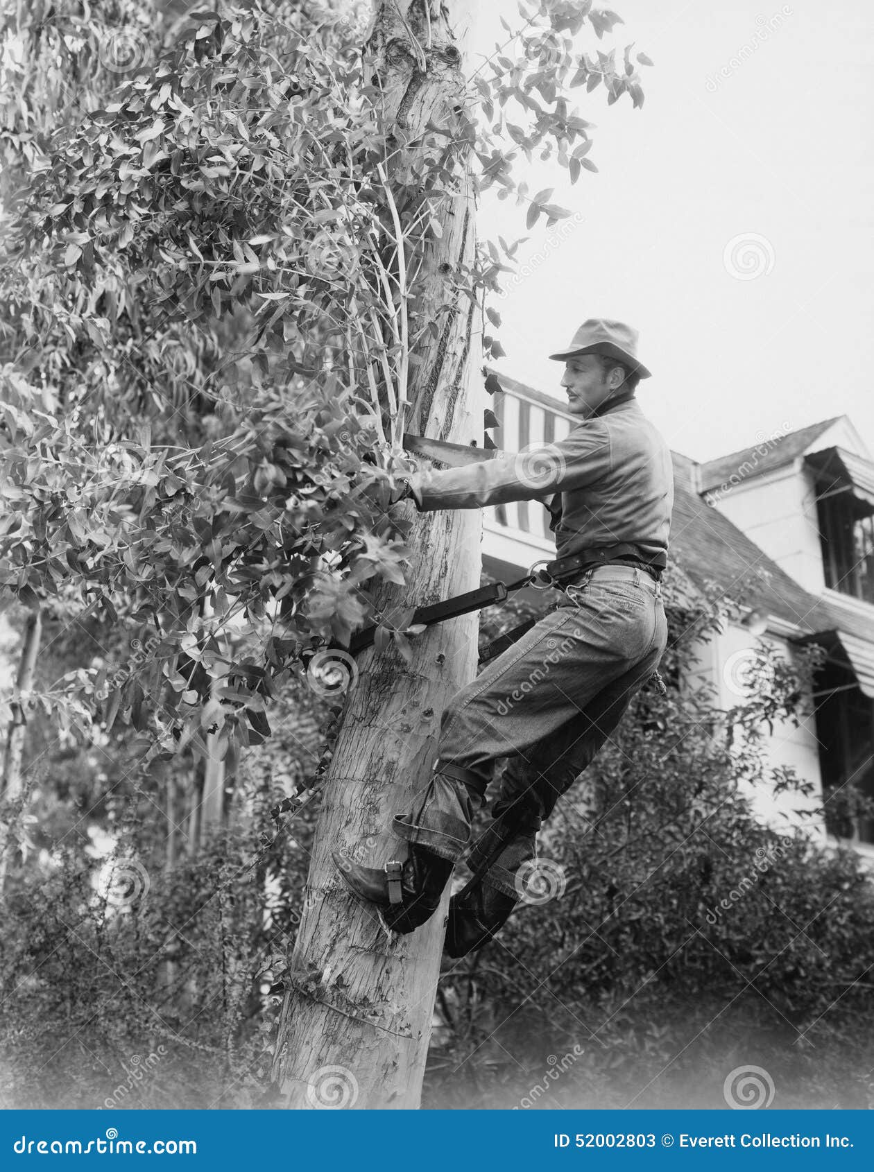 Man pruning tree stock image. Image of hats, black, attractive - 52002803