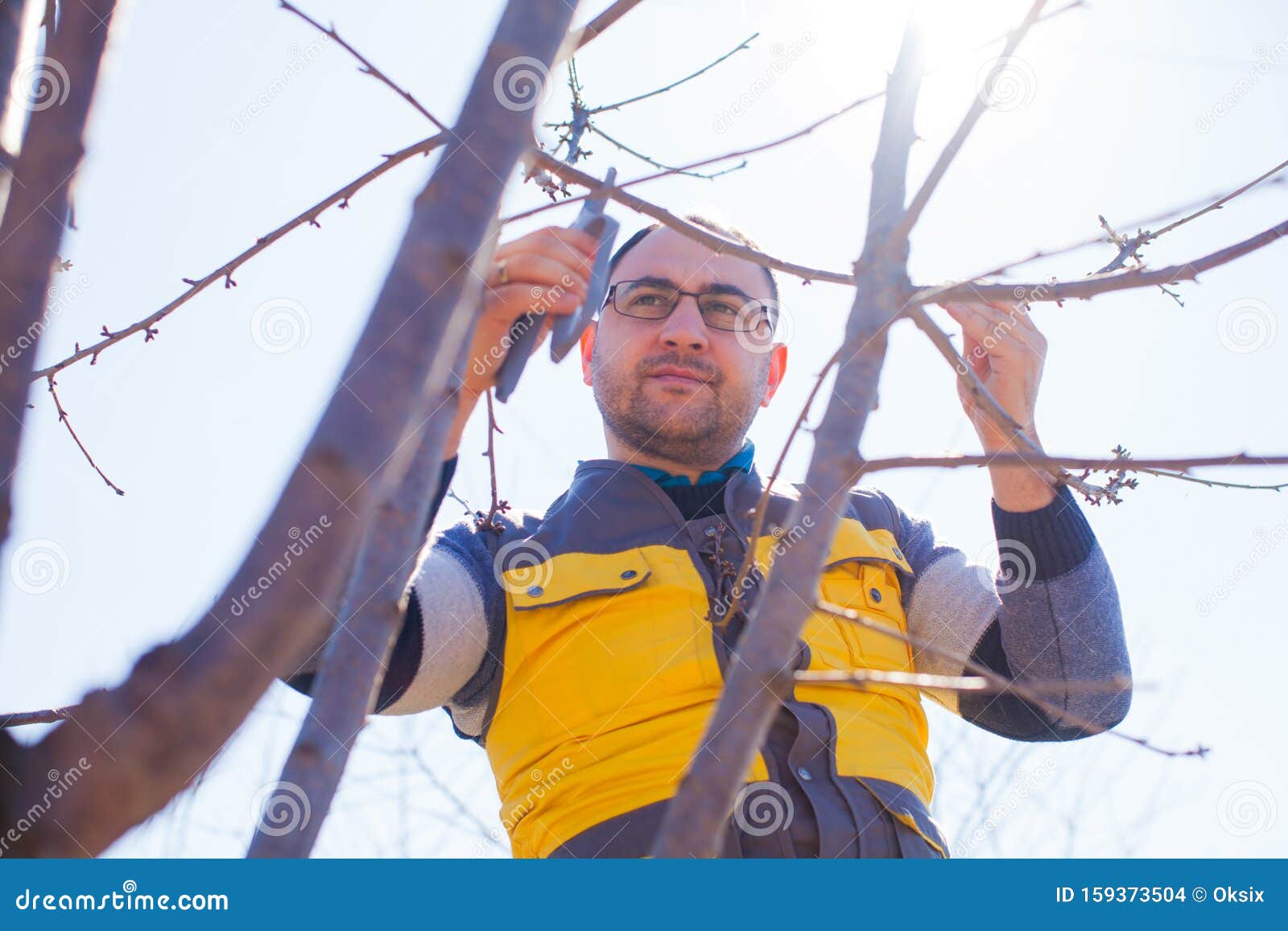Man Pruning Tree, Early Sping Sunny Day Stock Photo - Image of pruner ...