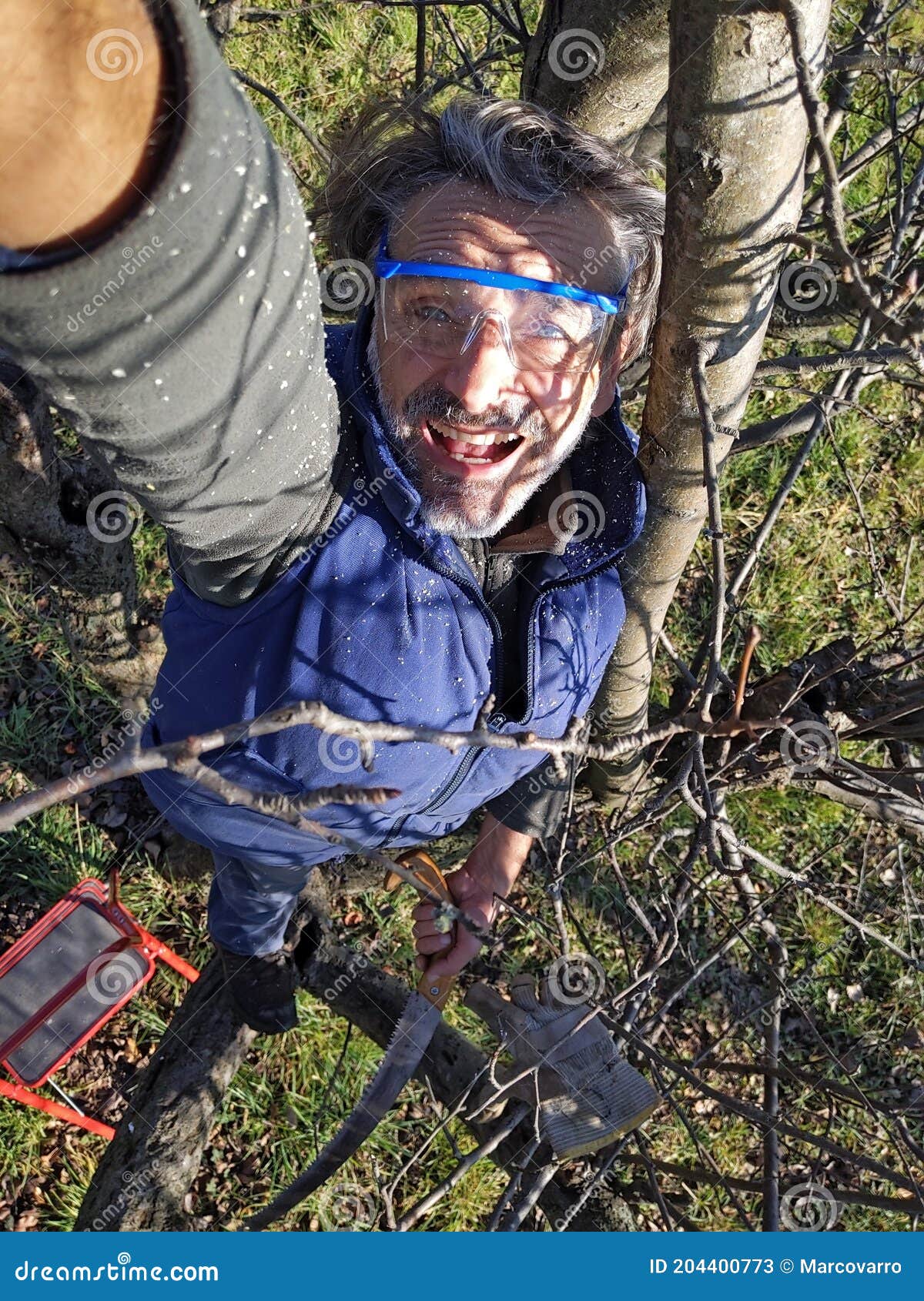 Man pruning a tree stock image. Image of outside, nature - 204400773