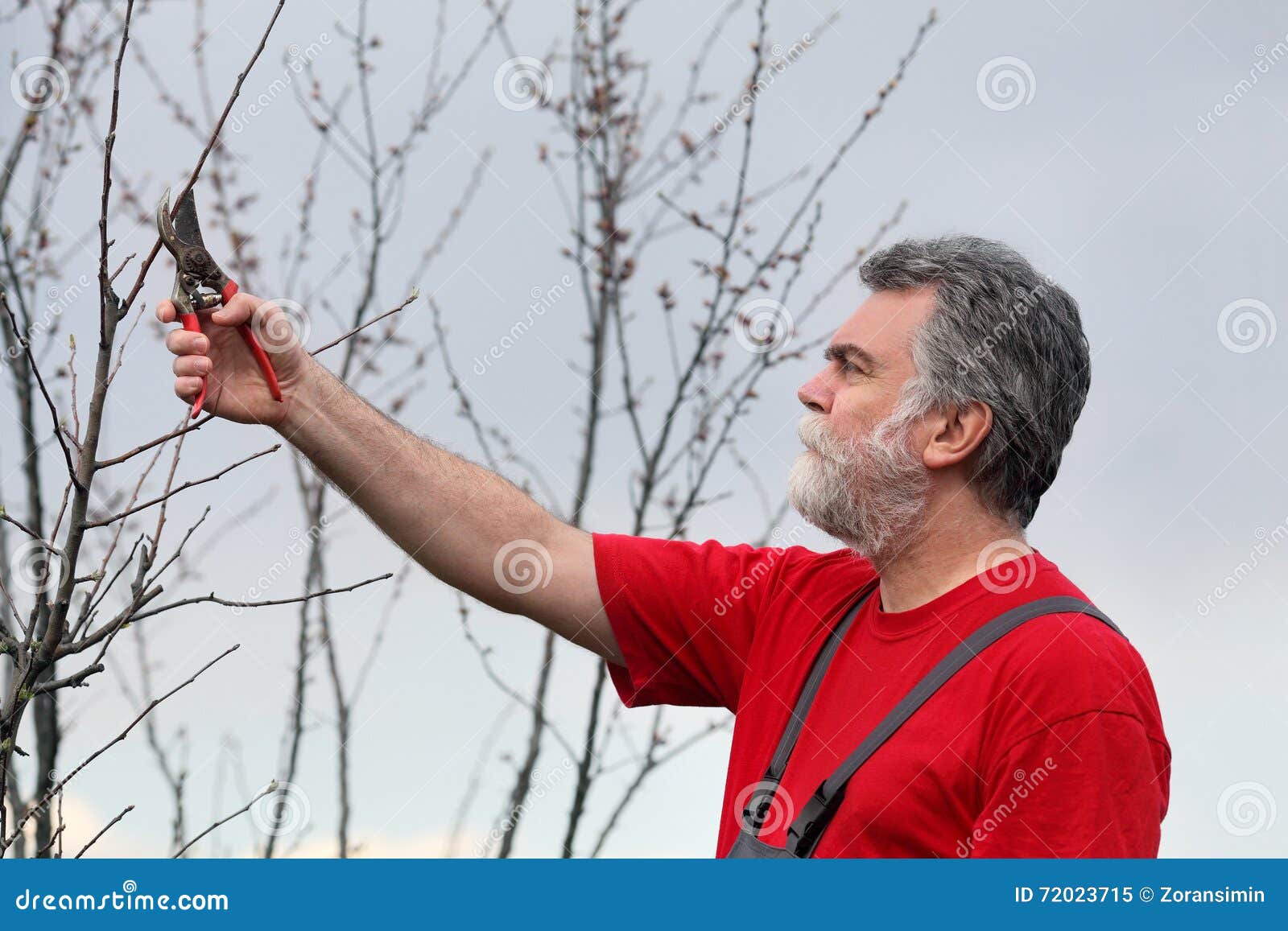 Man Pruning Tree in Orchard Stock Image - Image of orchard, prune: 72023715