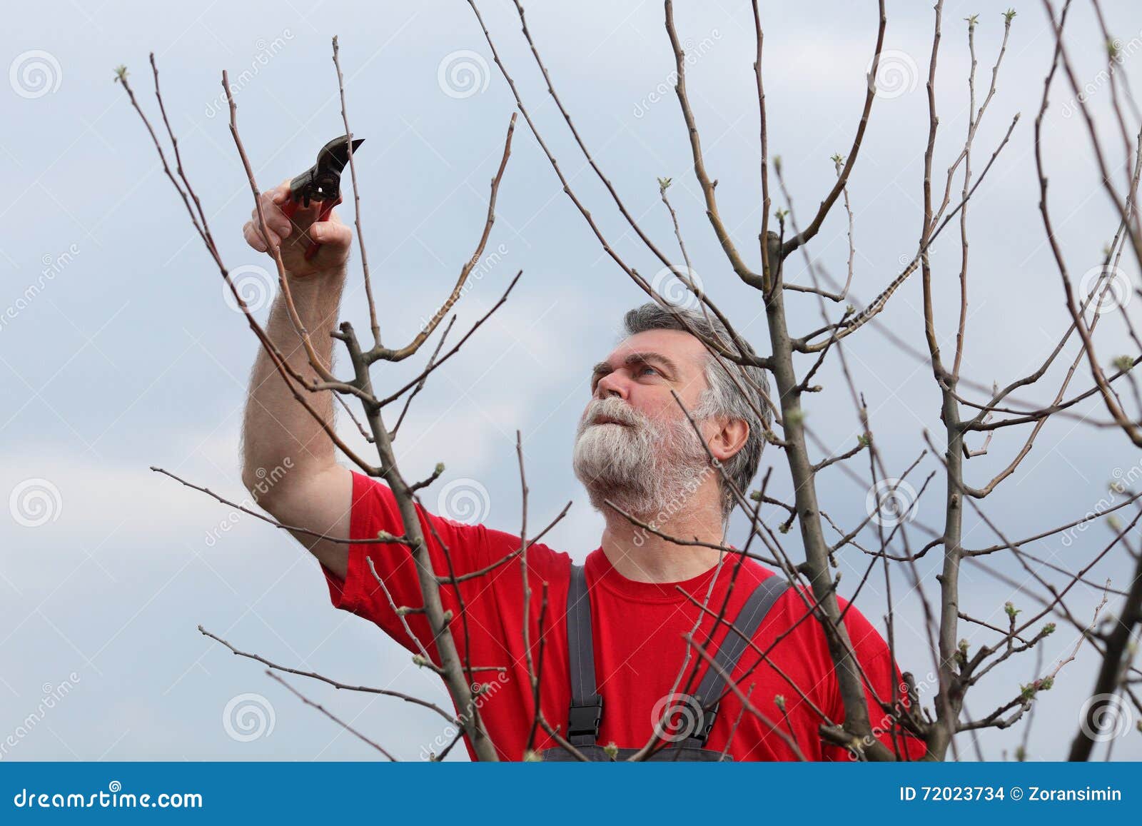 Man Pruning Tree in Orchard Stock Photo - Image of growth, profession ...