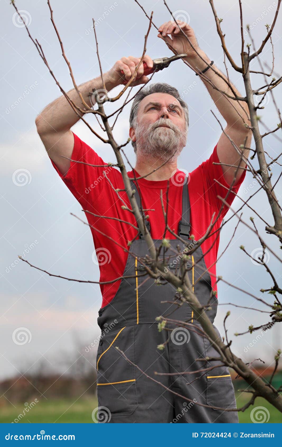 Man Pruning Tree in Orchard Stock Photo - Image of prune, farmer: 72024424