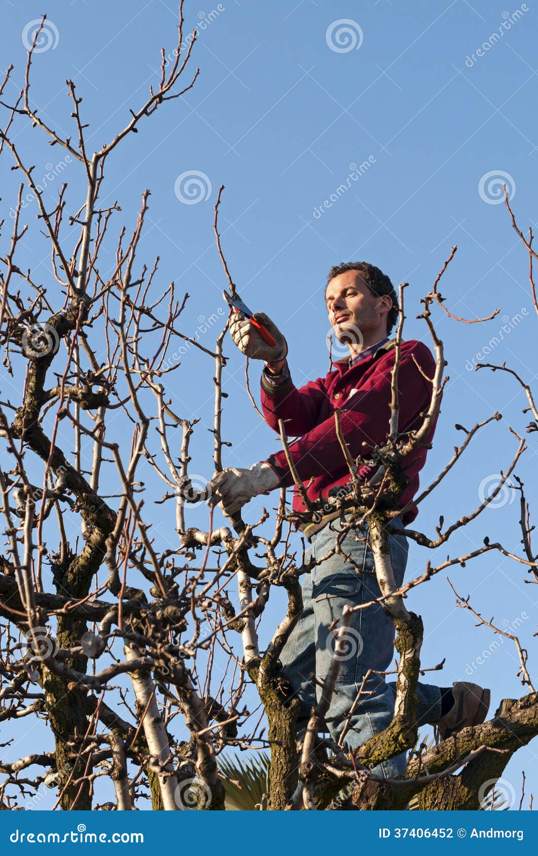 Man pruning tree stock photo. Image of shrub, glove, outdoor - 37406452