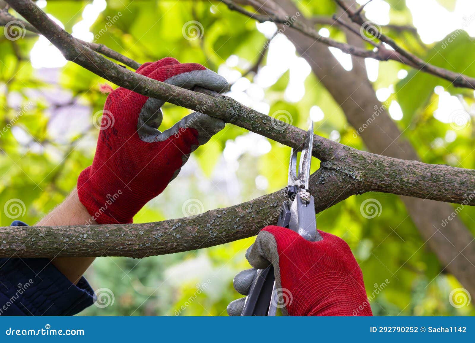 Man Pruning of Trees with Secateurs in the Garden Stock Photo - Image ...