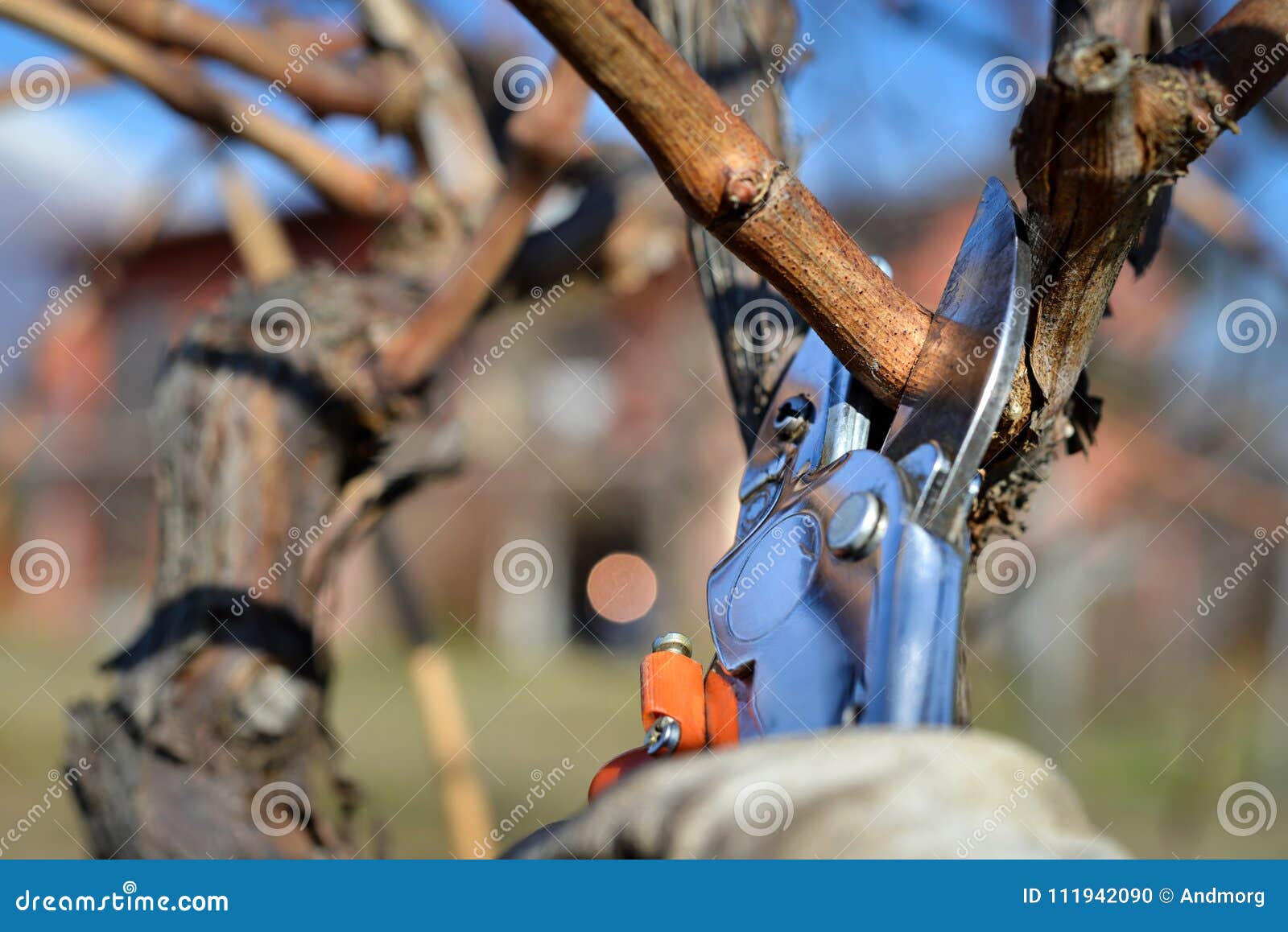 Man Pruning Vines in Winter Stock Photo - Image of crop, grapevines ...