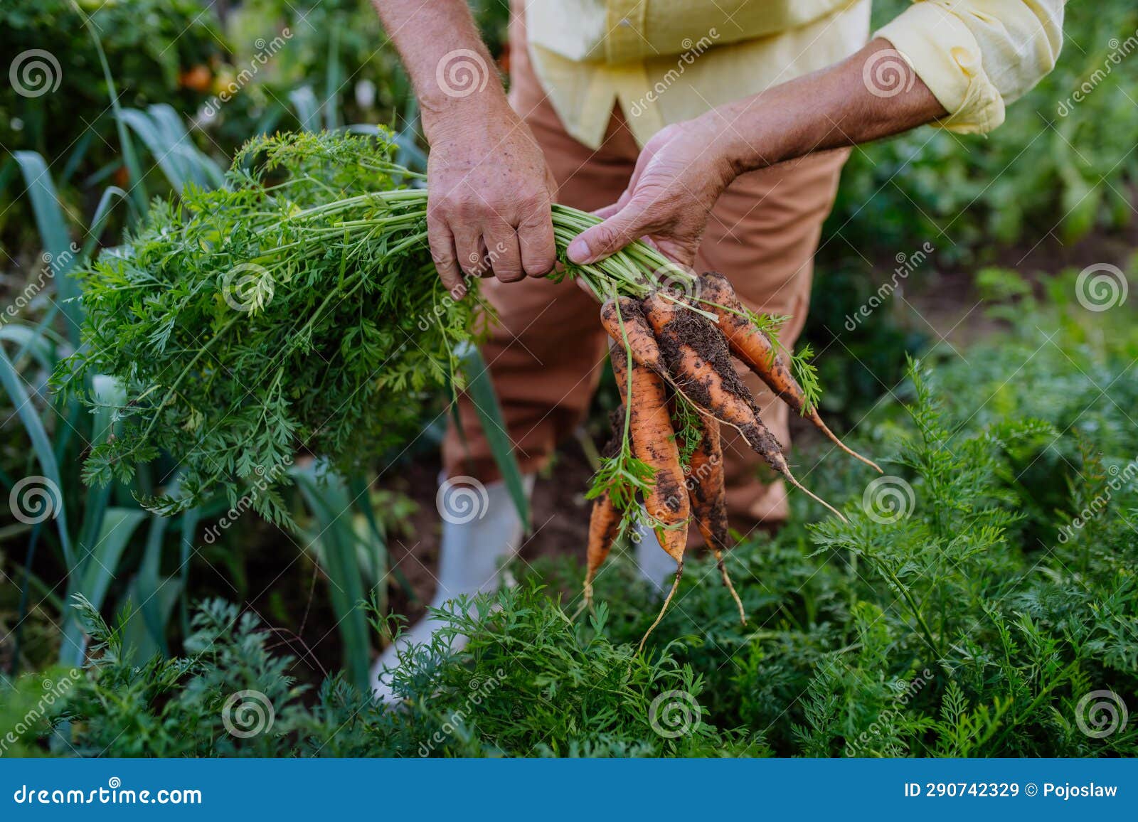 Close-up of a Fresh Carrot Pulled Straight from the Ground. Stock Image ...