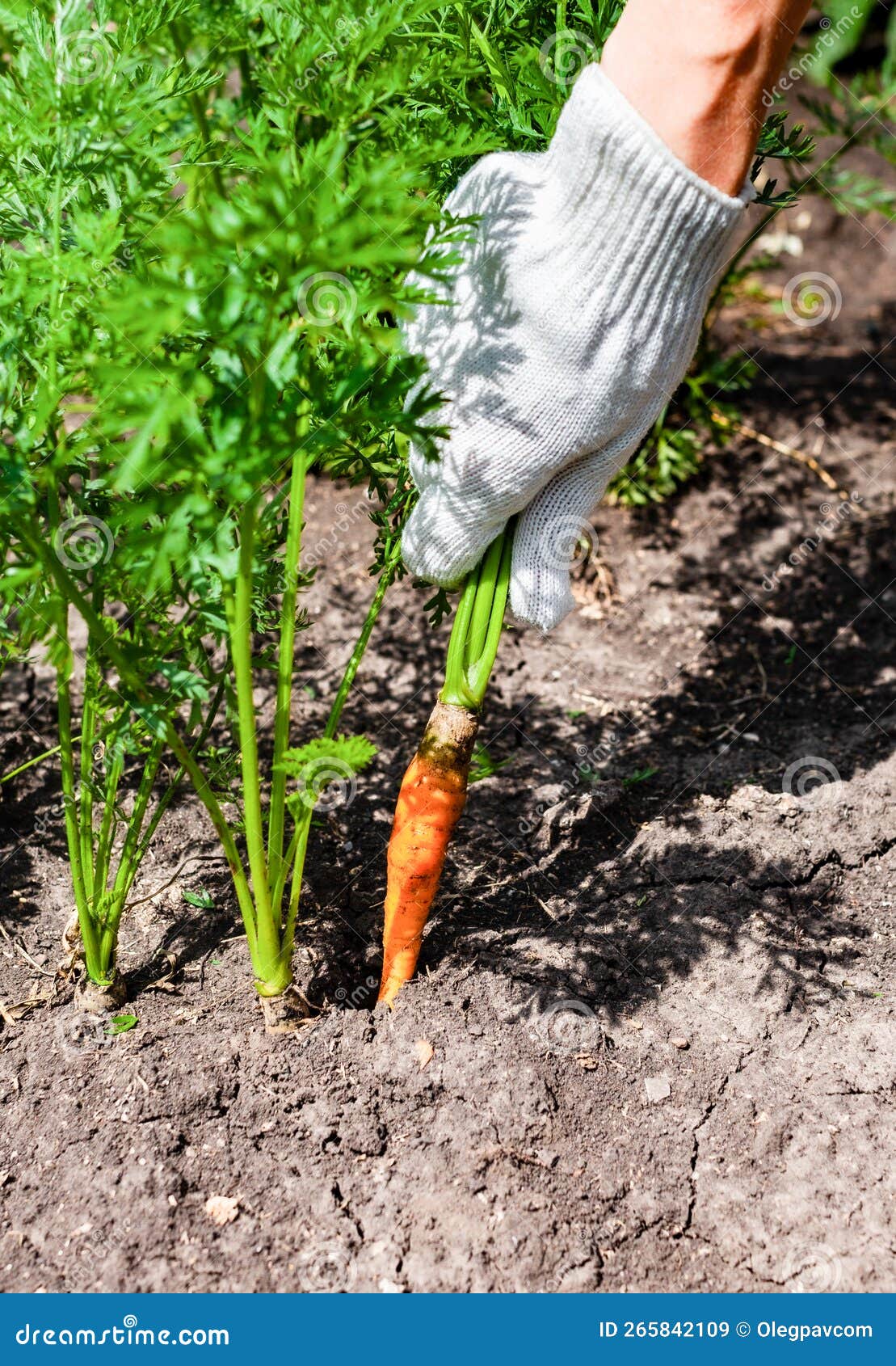 Man Pulls Fresh Carrots Out of the Ground Stock Image - Image of ...